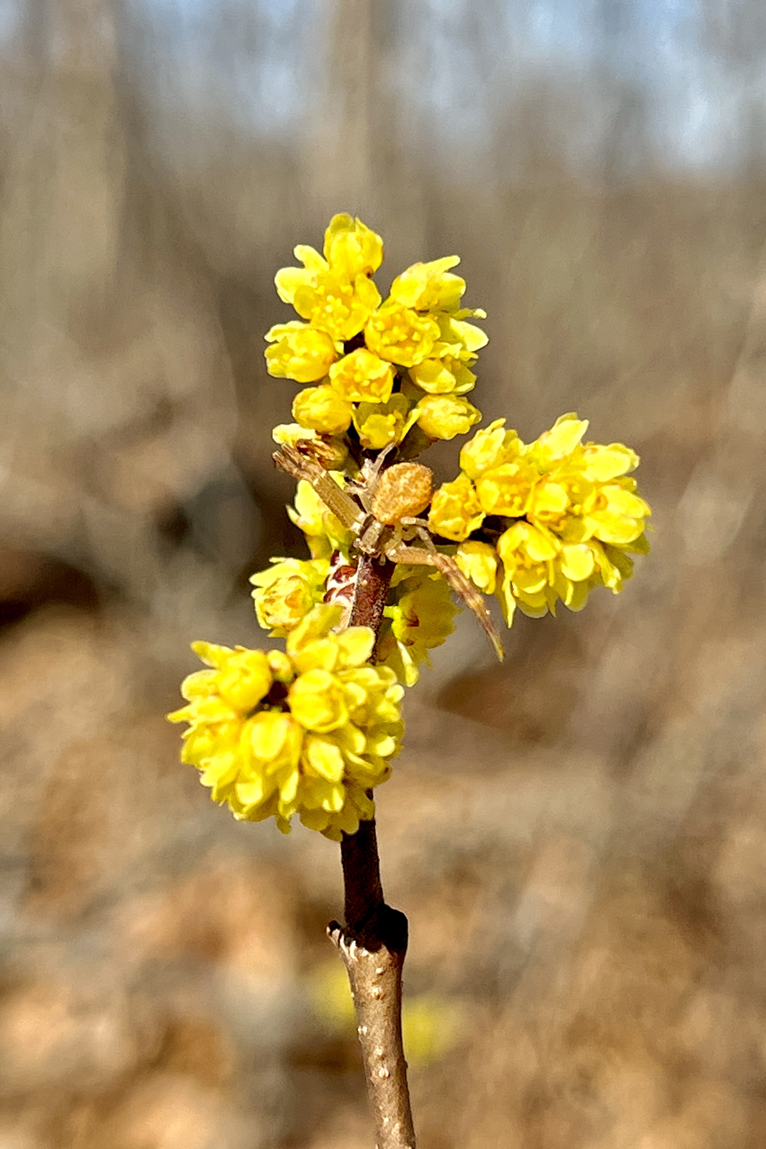 Melanthiaceae | Beetles In The Bush