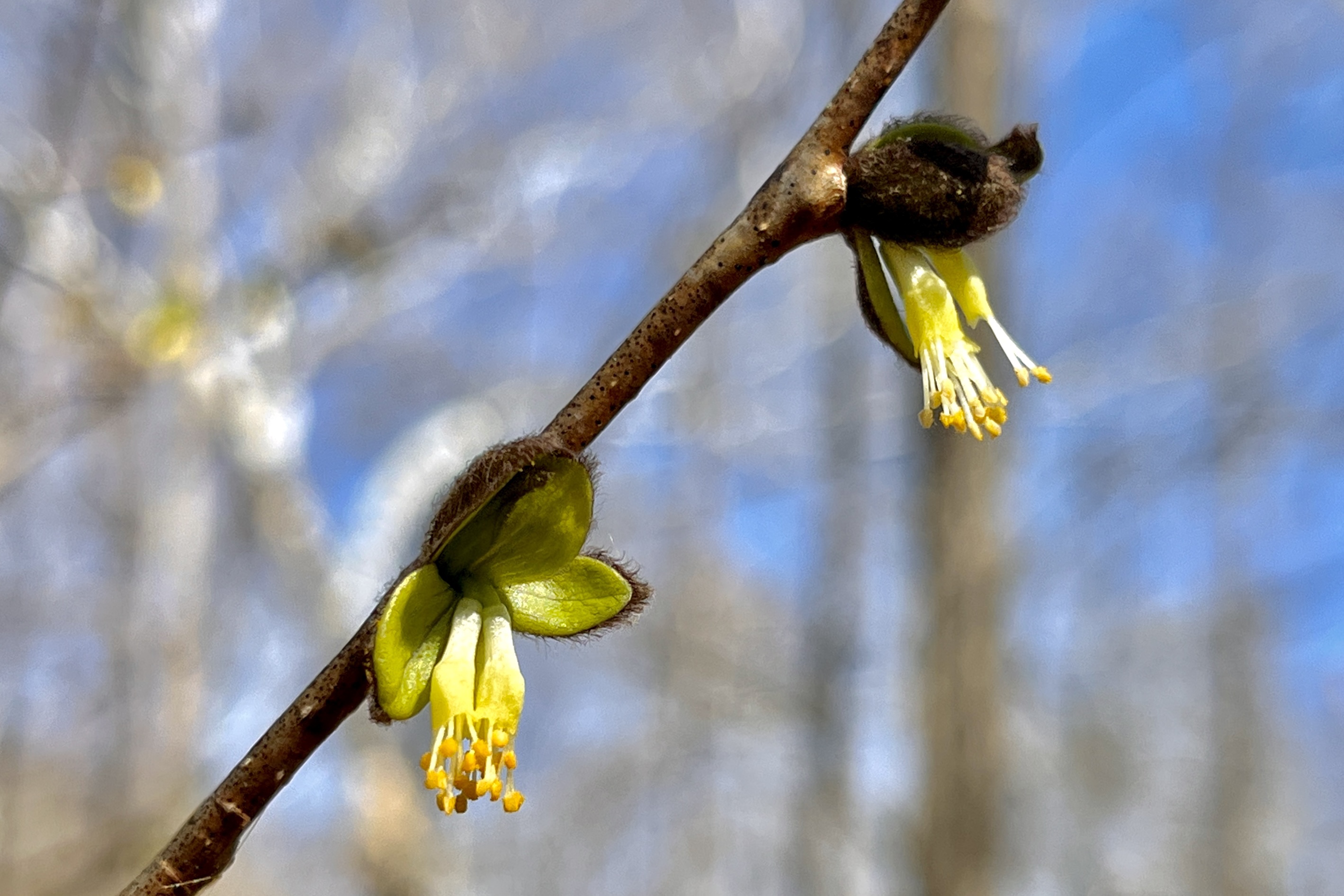 Melanthiaceae | Beetles In The Bush