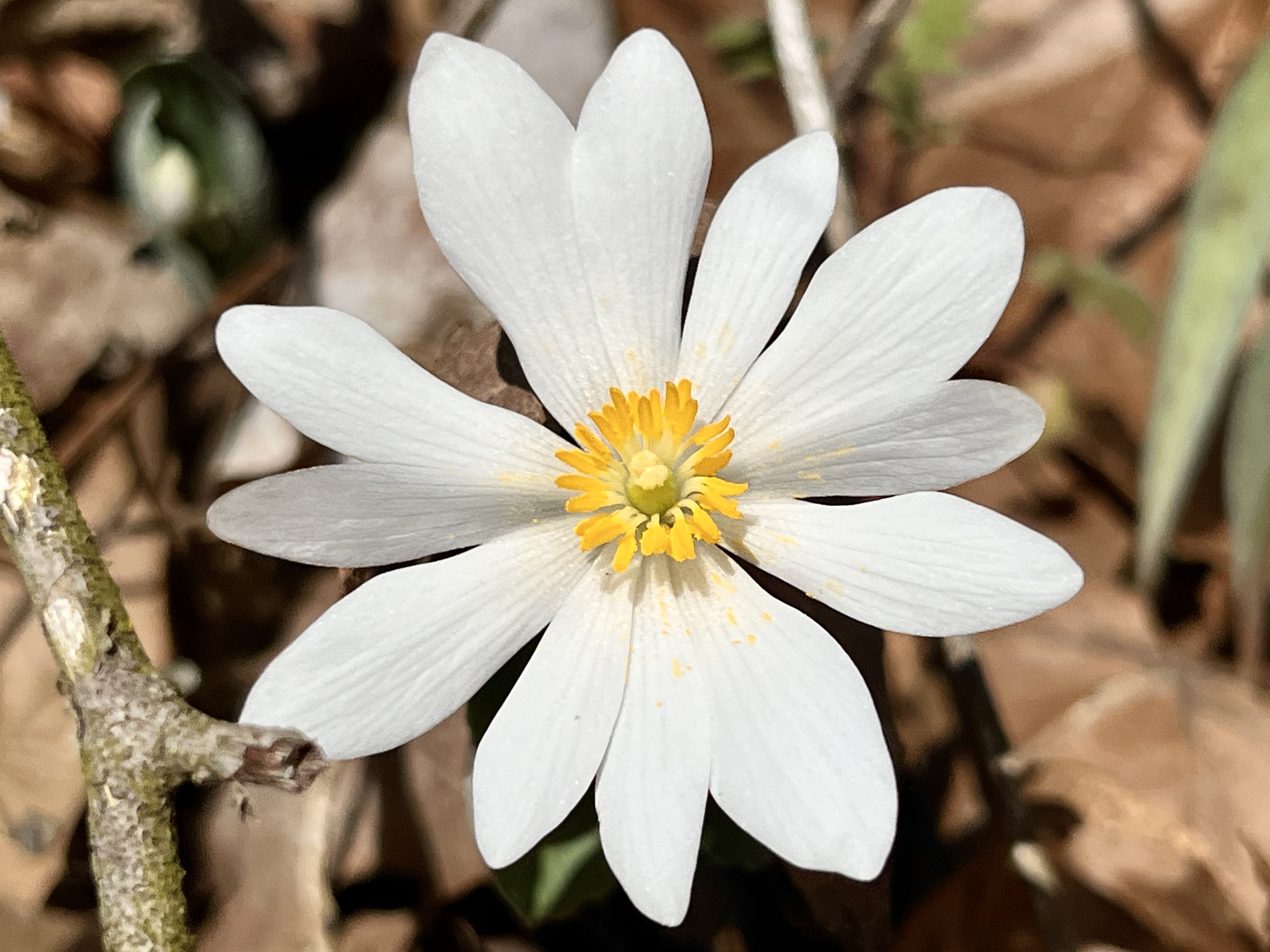 Melanthiaceae | Beetles In The Bush