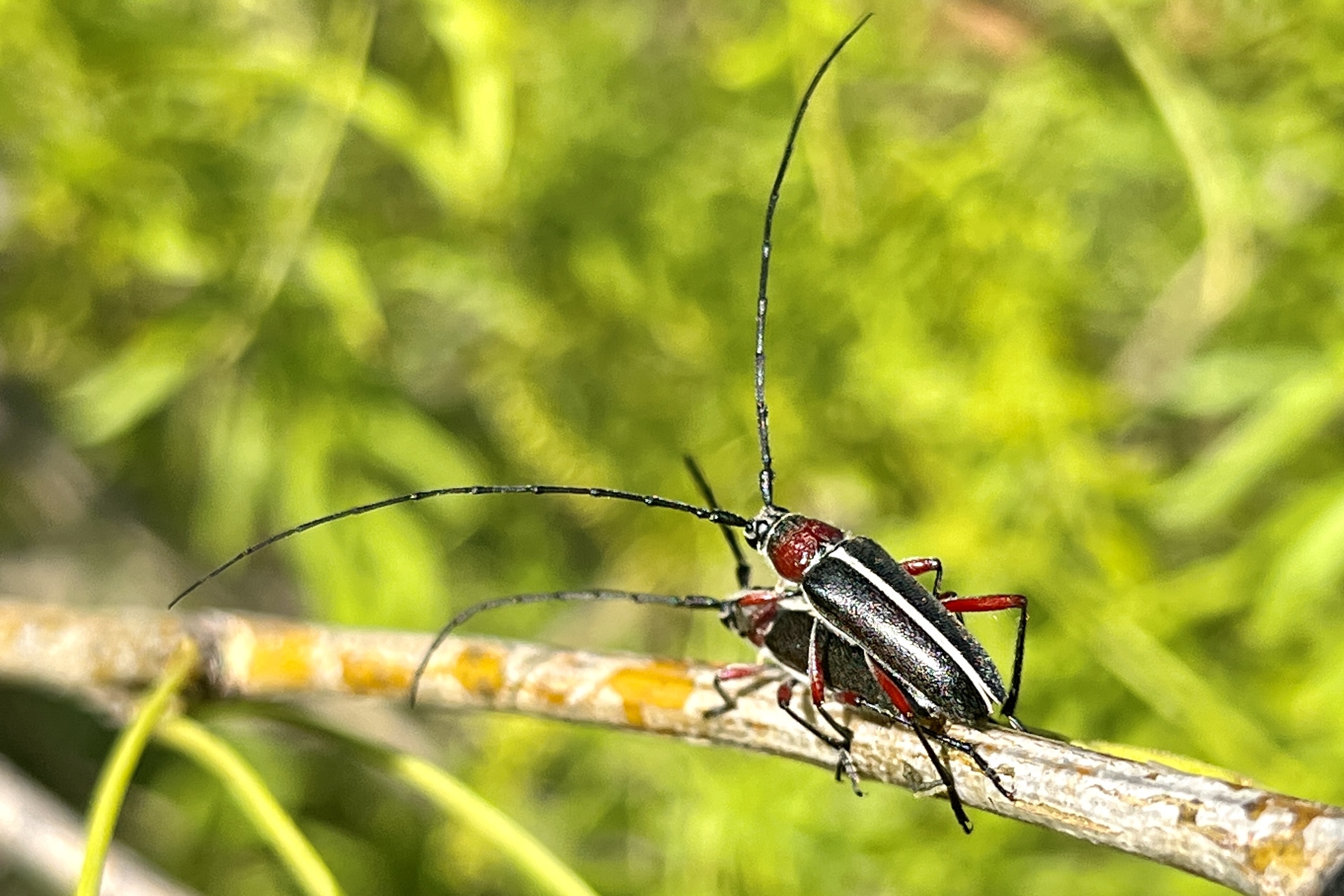 First collecting trip of the season! | Beetles In The Bush