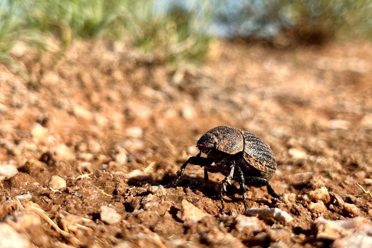 First collecting trip of the season! | Beetles In The Bush