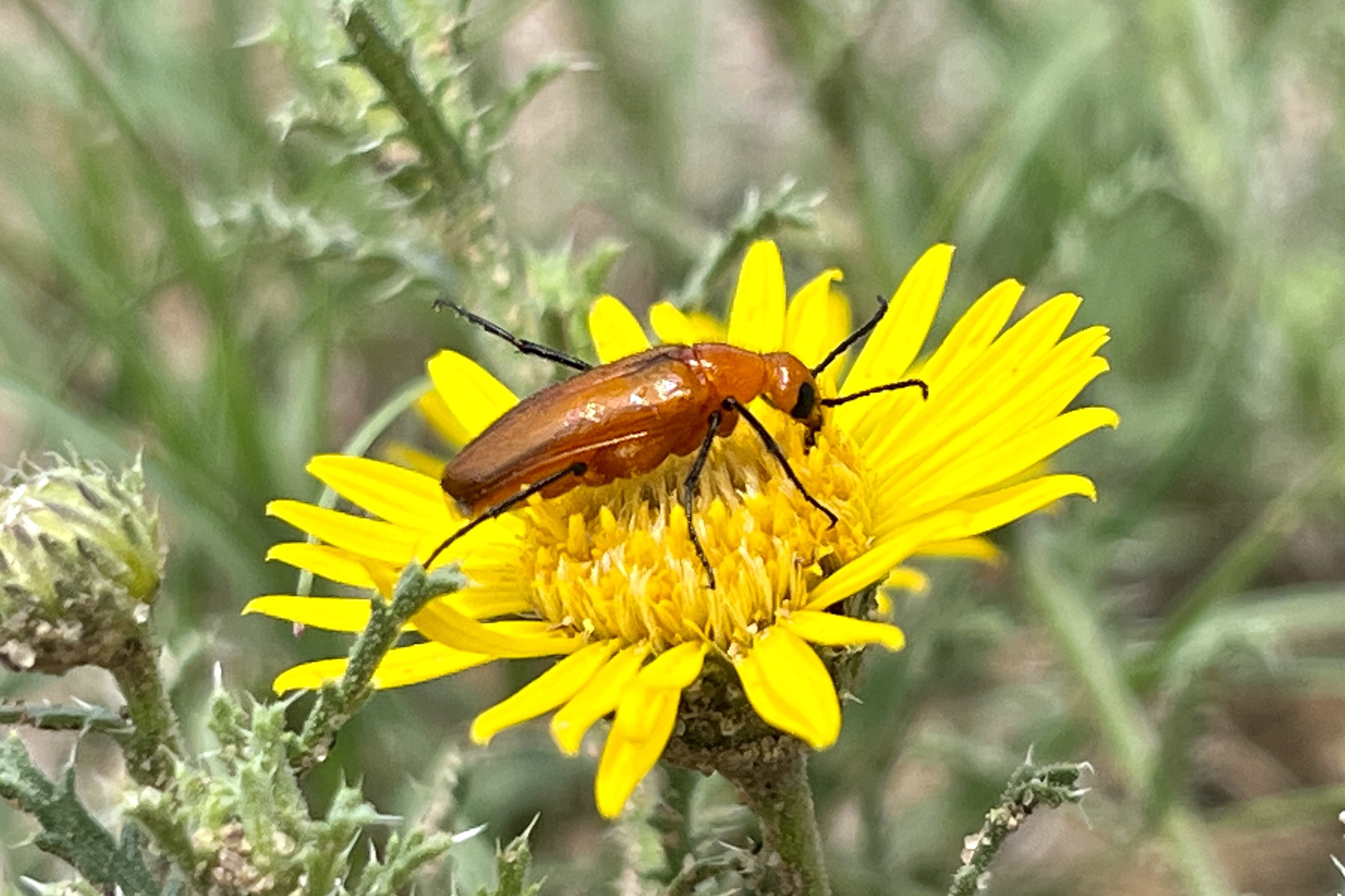 First collecting trip of the season! | Beetles In The Bush