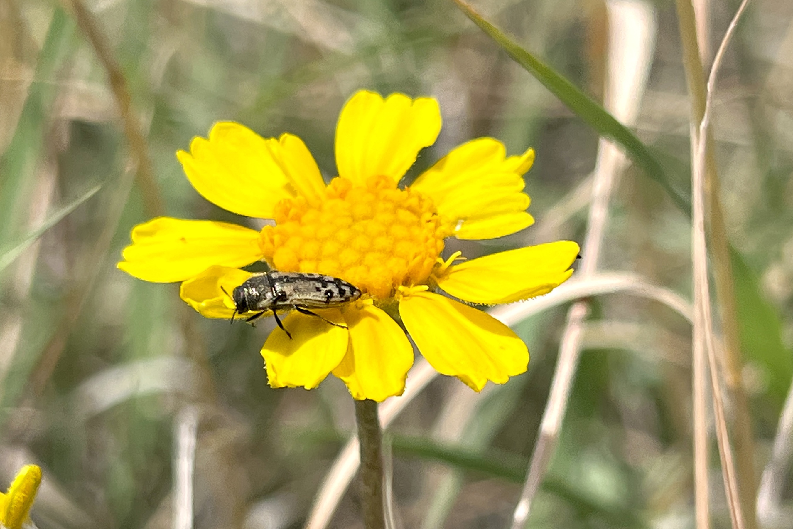 First collecting trip of the season! | Beetles In The Bush