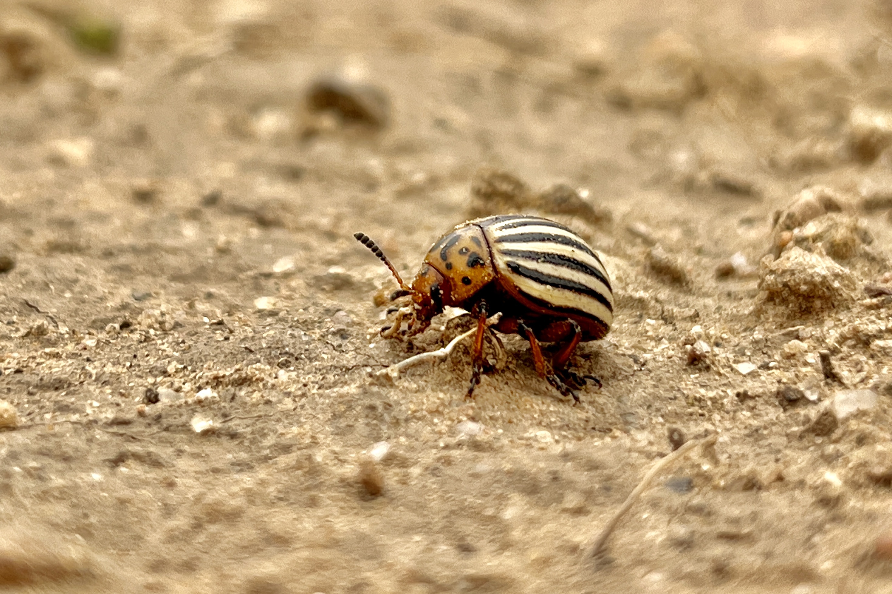 First collecting trip of the season! | Beetles In The Bush