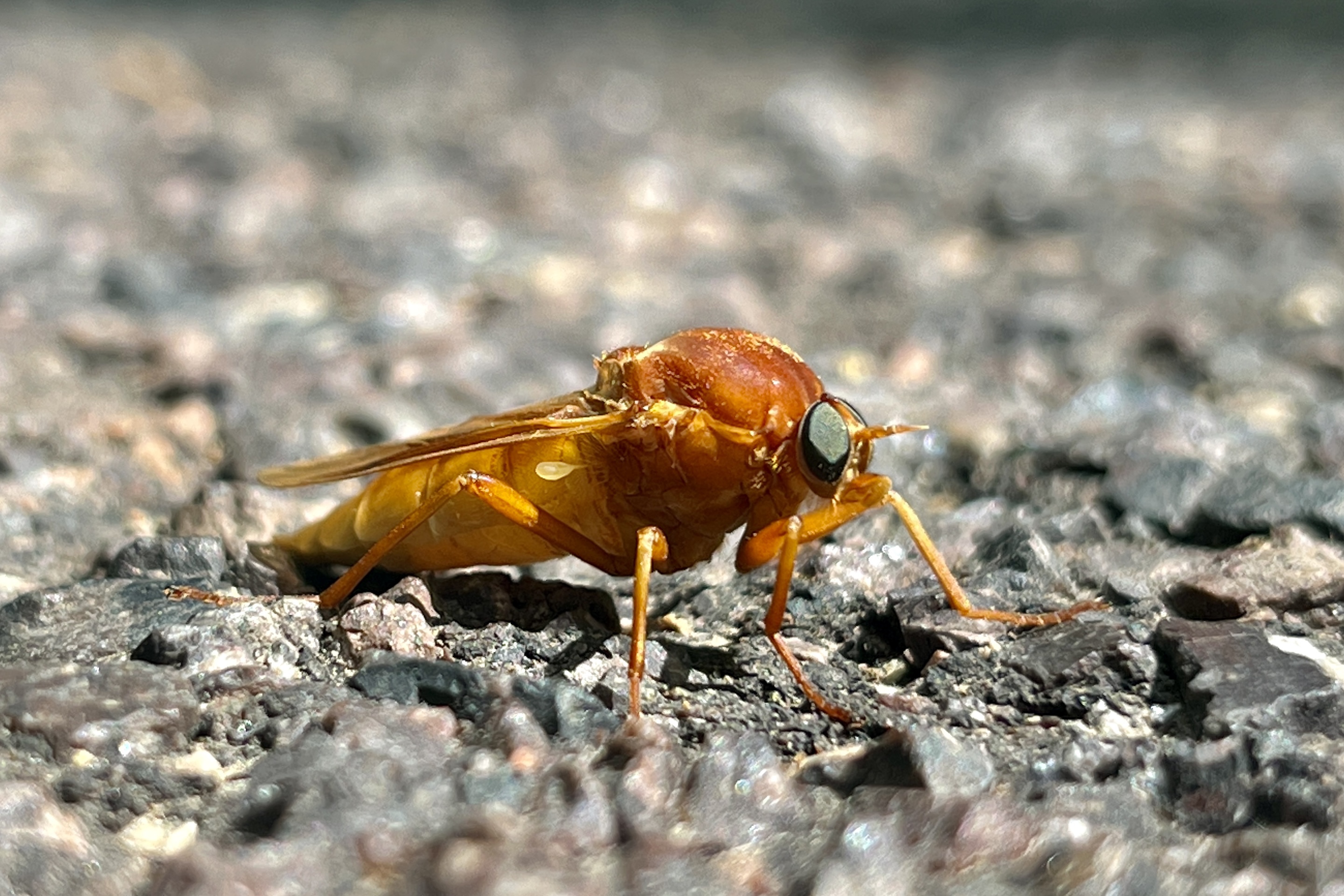 A very bizarre fly | Beetles In The Bush