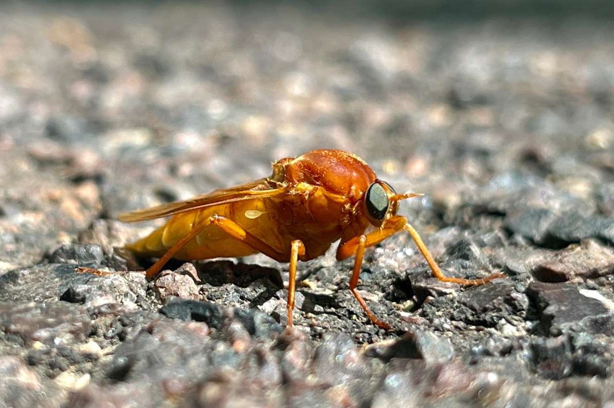 A very bizarre fly | Beetles In The Bush