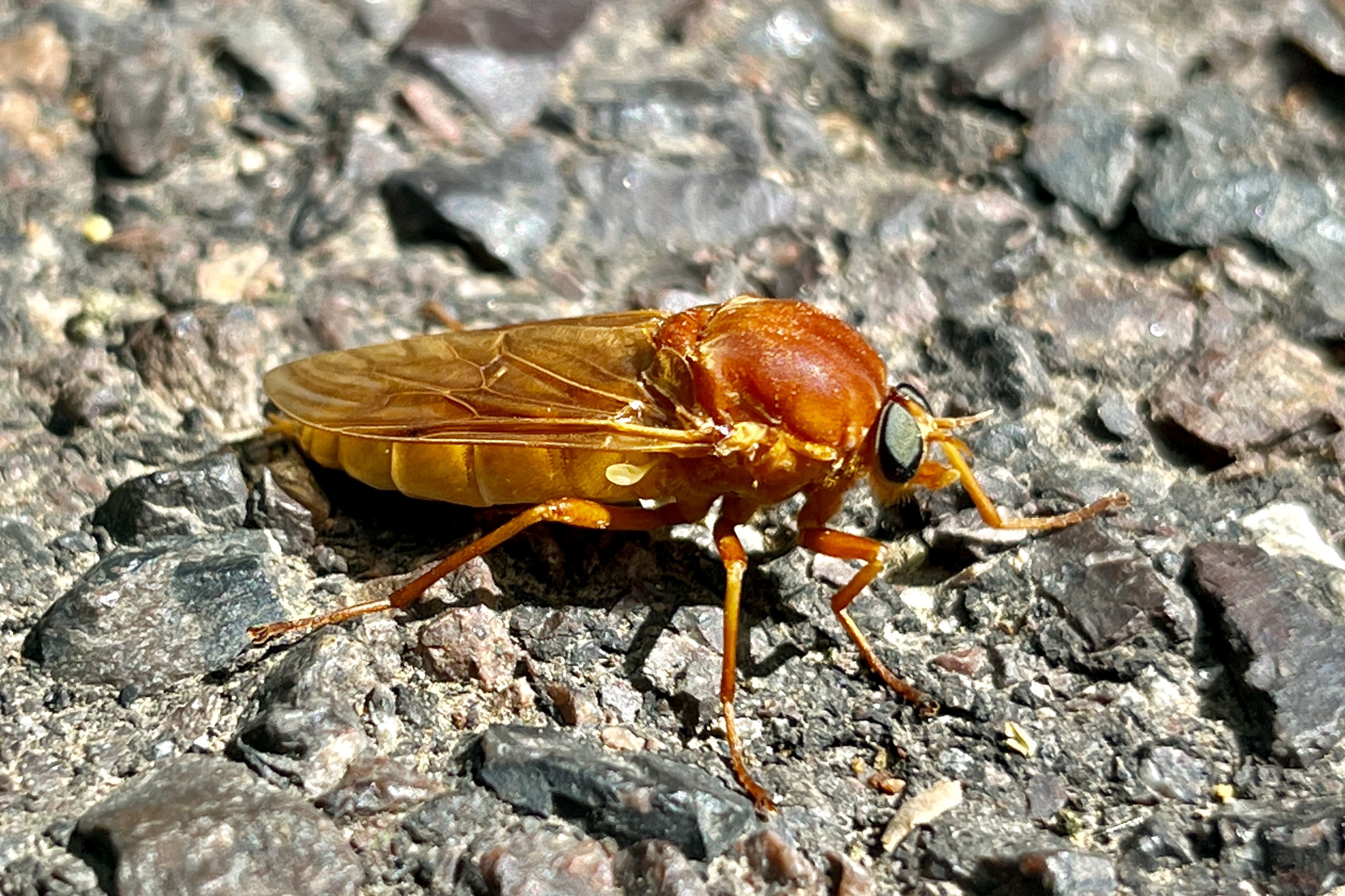 A very bizarre fly | Beetles In The Bush