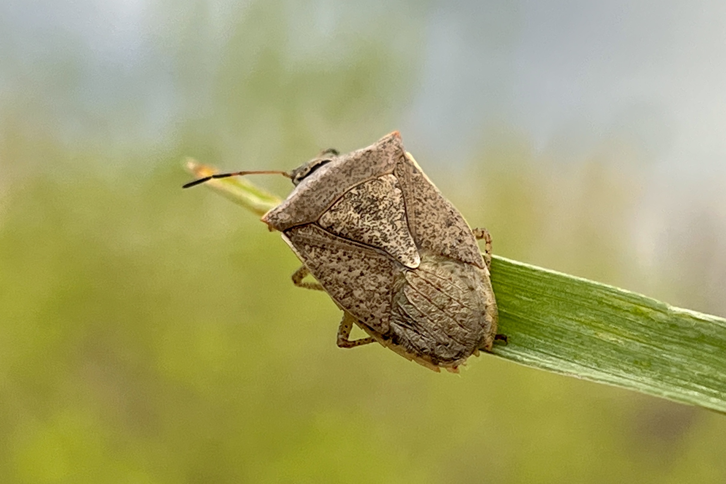 BitB Bits: April 2023 | Beetles In The Bush