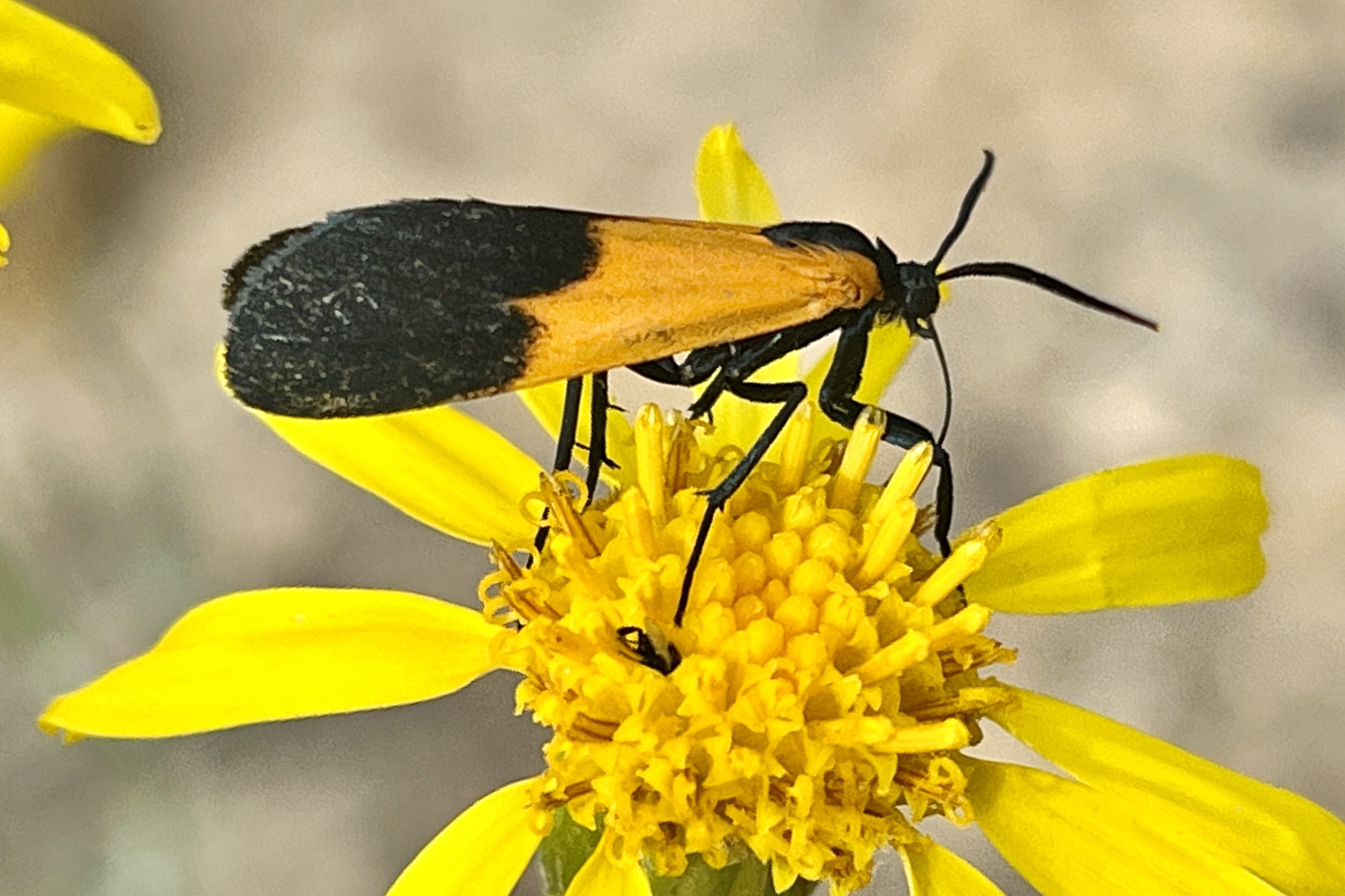 2023 Southwestern U.S. Collecting Trip iReport | Beetles In The Bush