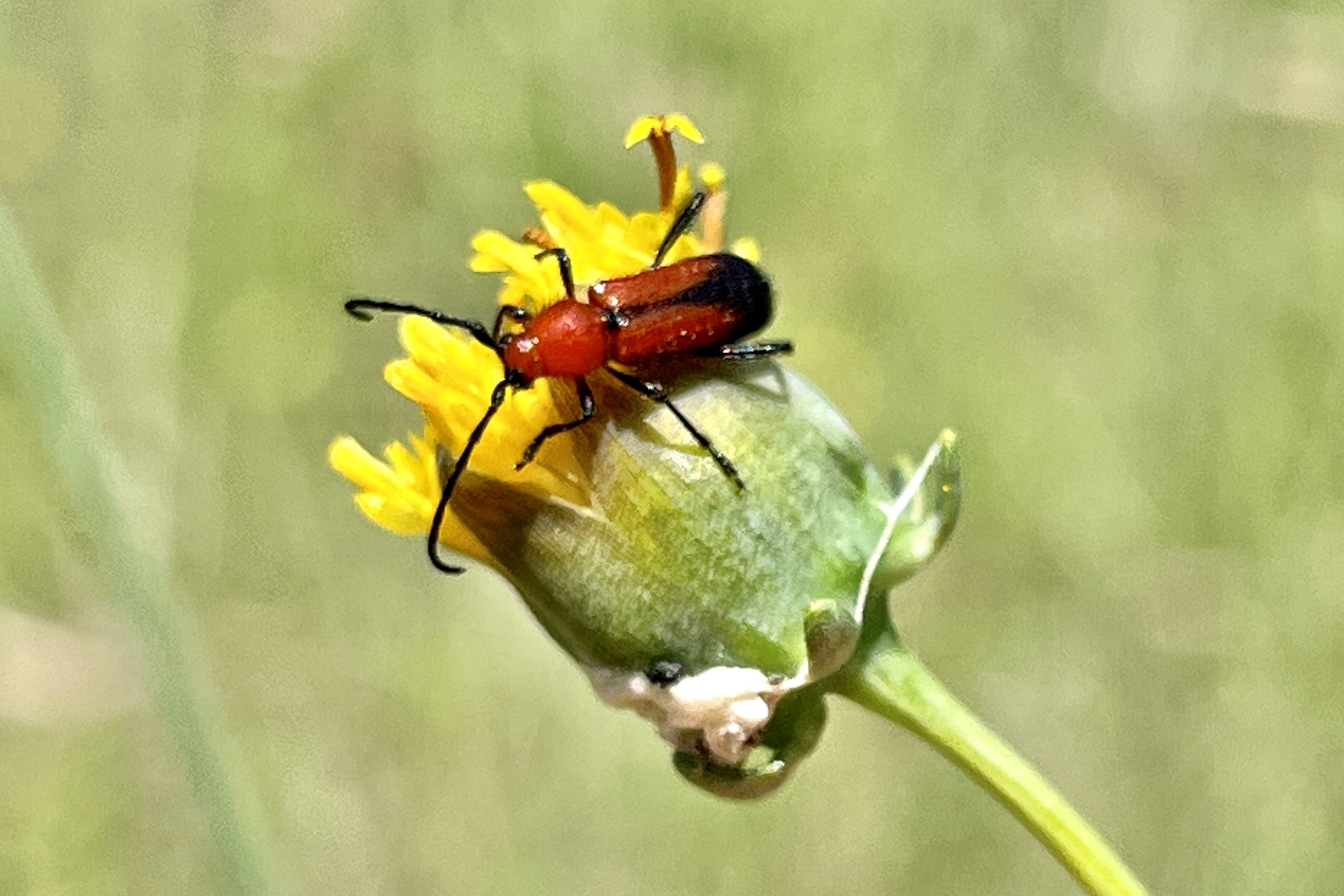 2023 Southwestern U.S. Collecting Trip iReport | Beetles In The Bush
