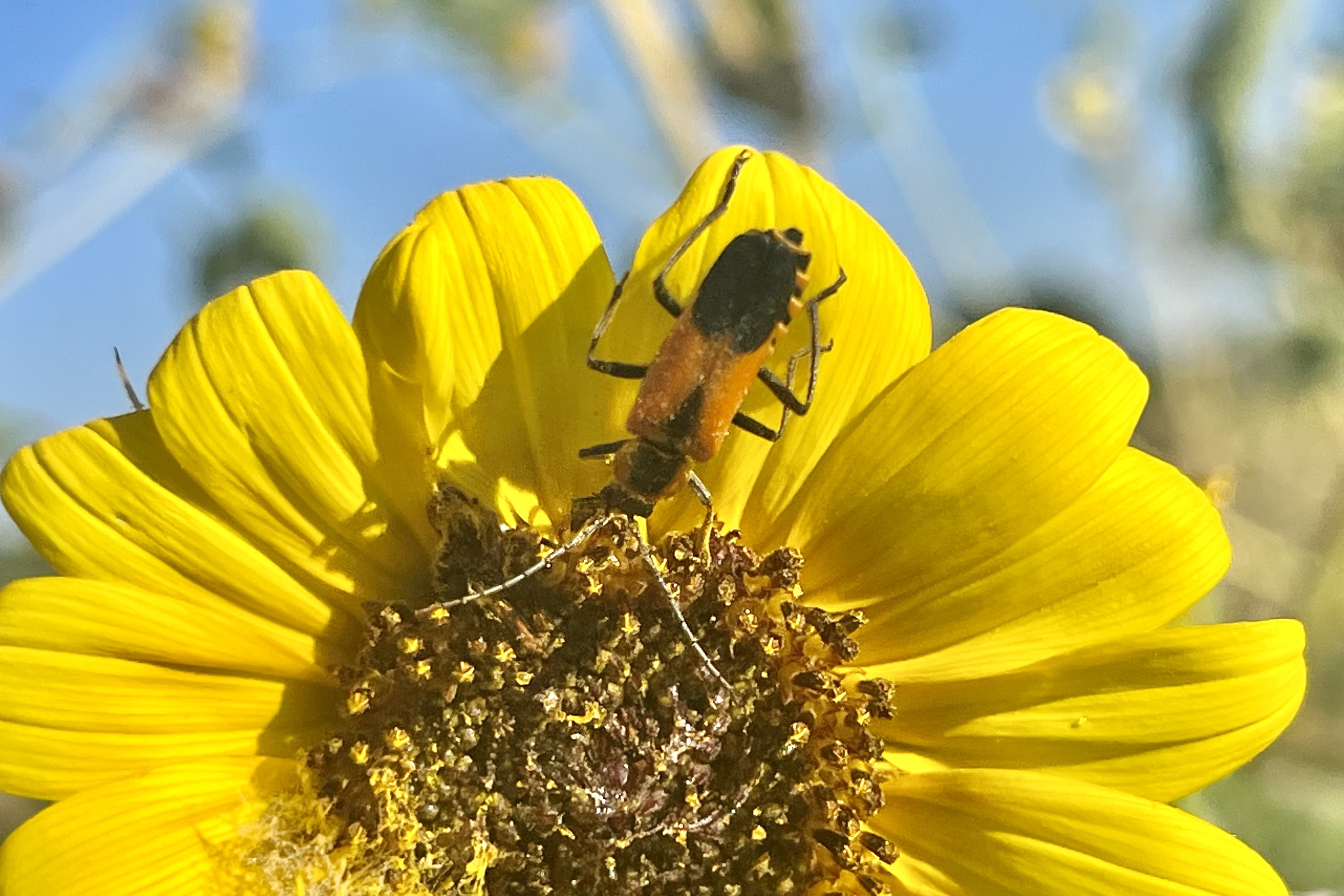 August “jug trap” run | Beetles In The Bush