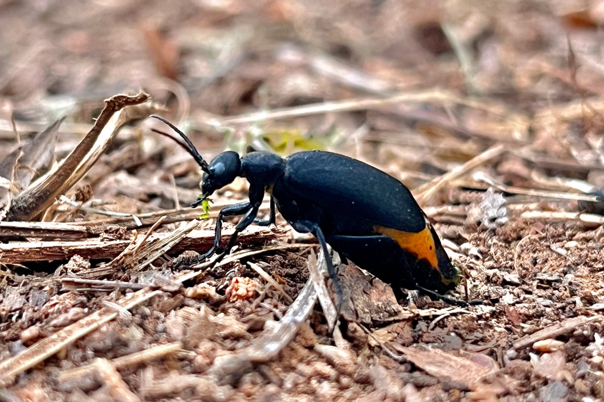 August “jug trap” run | Beetles In The Bush