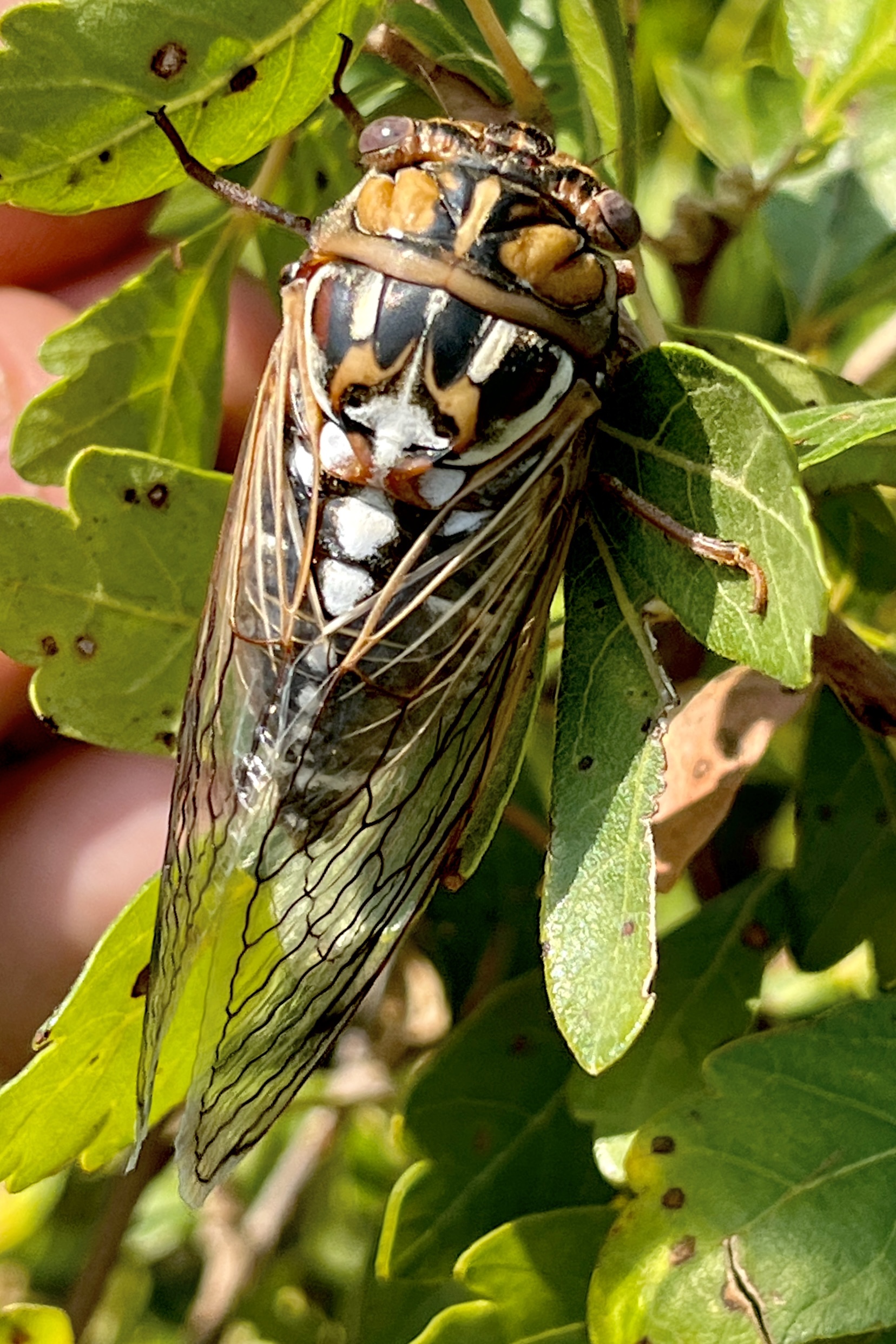 August “jug trap” run | Beetles In The Bush