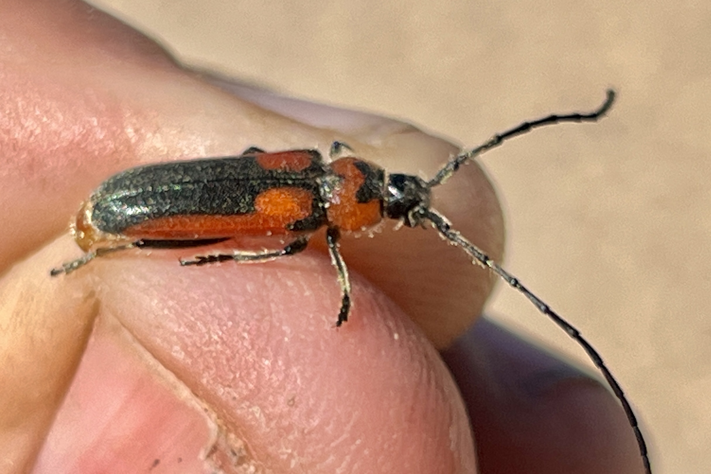August “jug trap” run | Beetles In The Bush