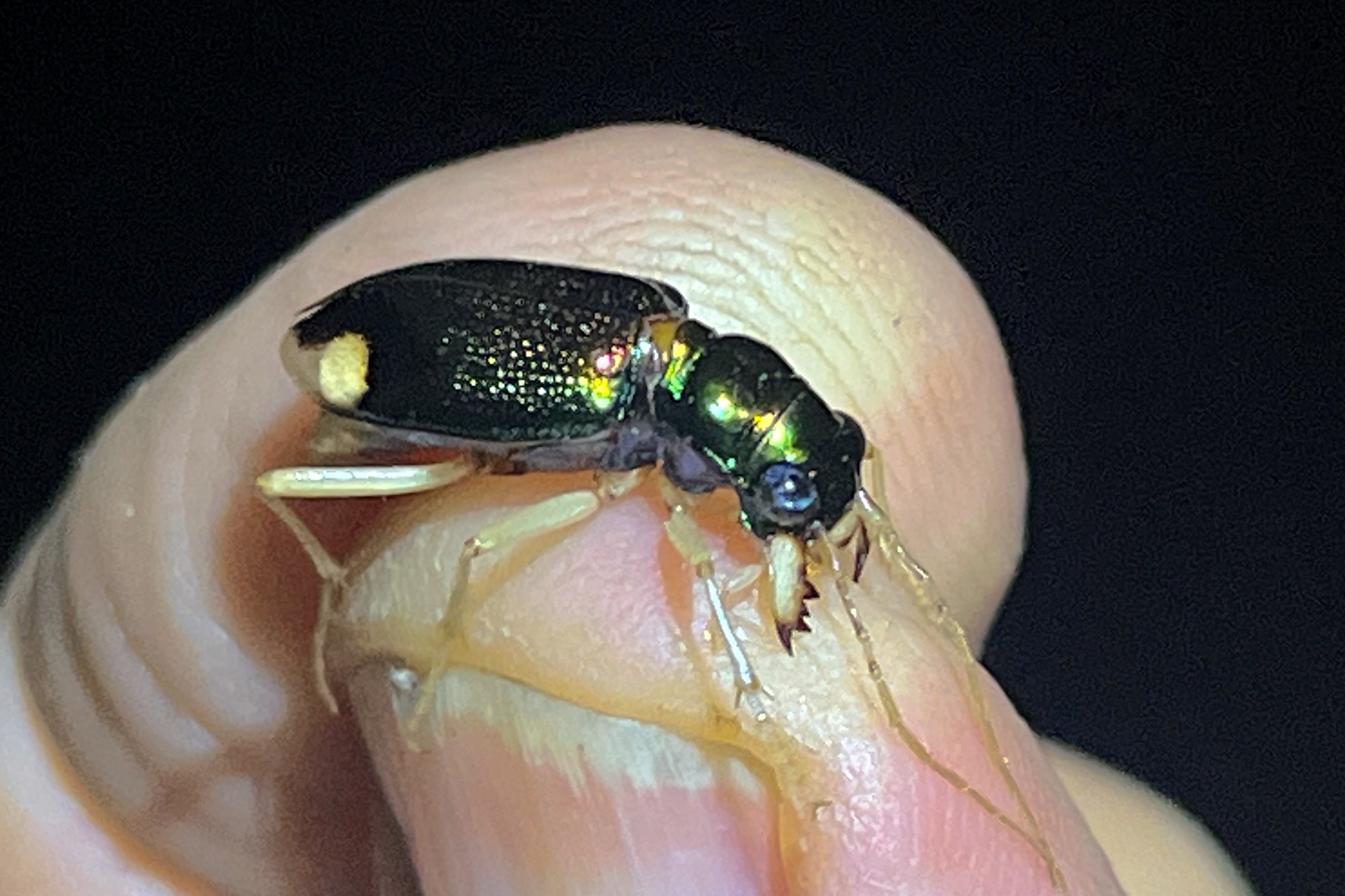 Cicindelidae | Beetles In The Bush
