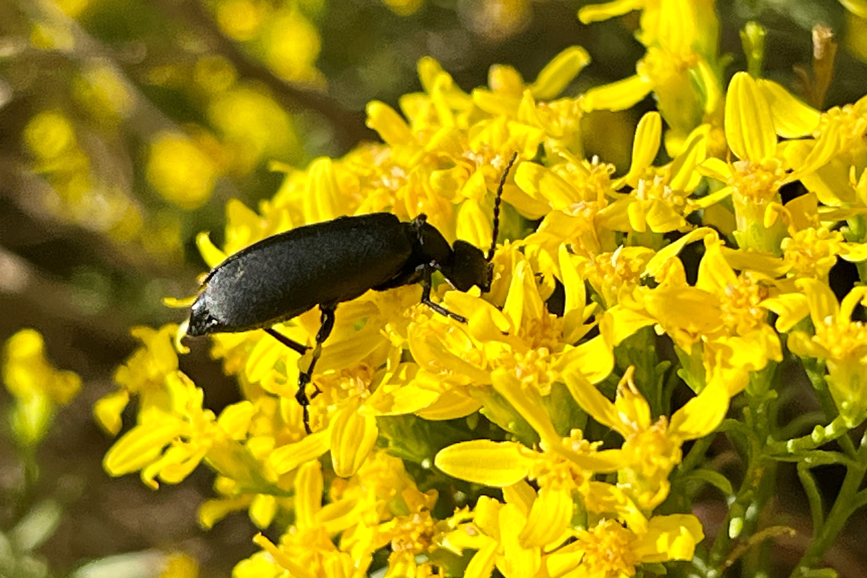 Beetles In The Bush | Experiences and reflections of a Missouri ...