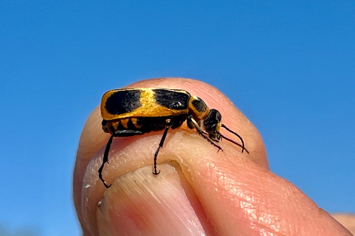 Season Finale | Beetles In The Bush