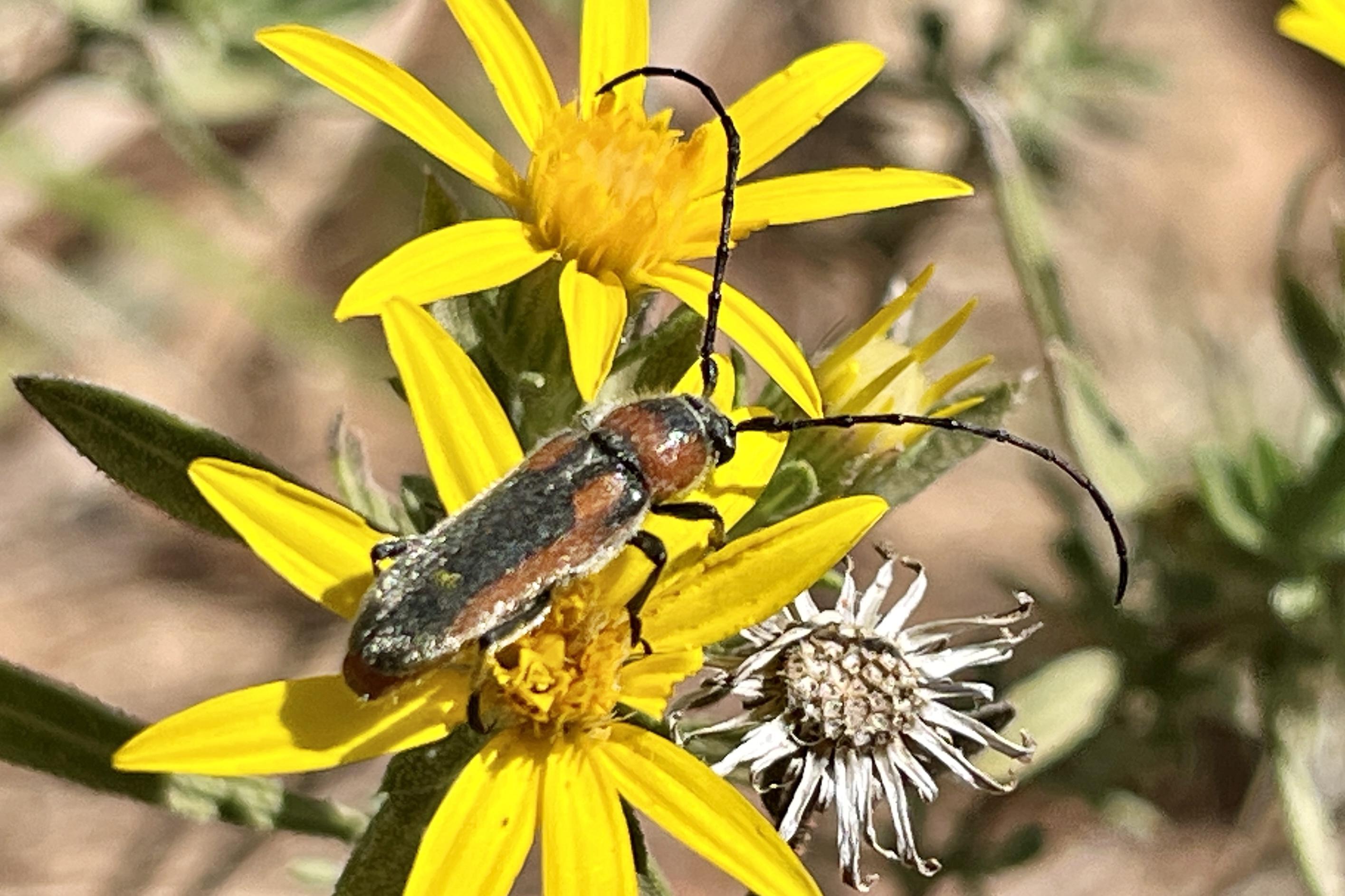 Beetles In The Bush | Experiences and reflections of a Missouri ...
