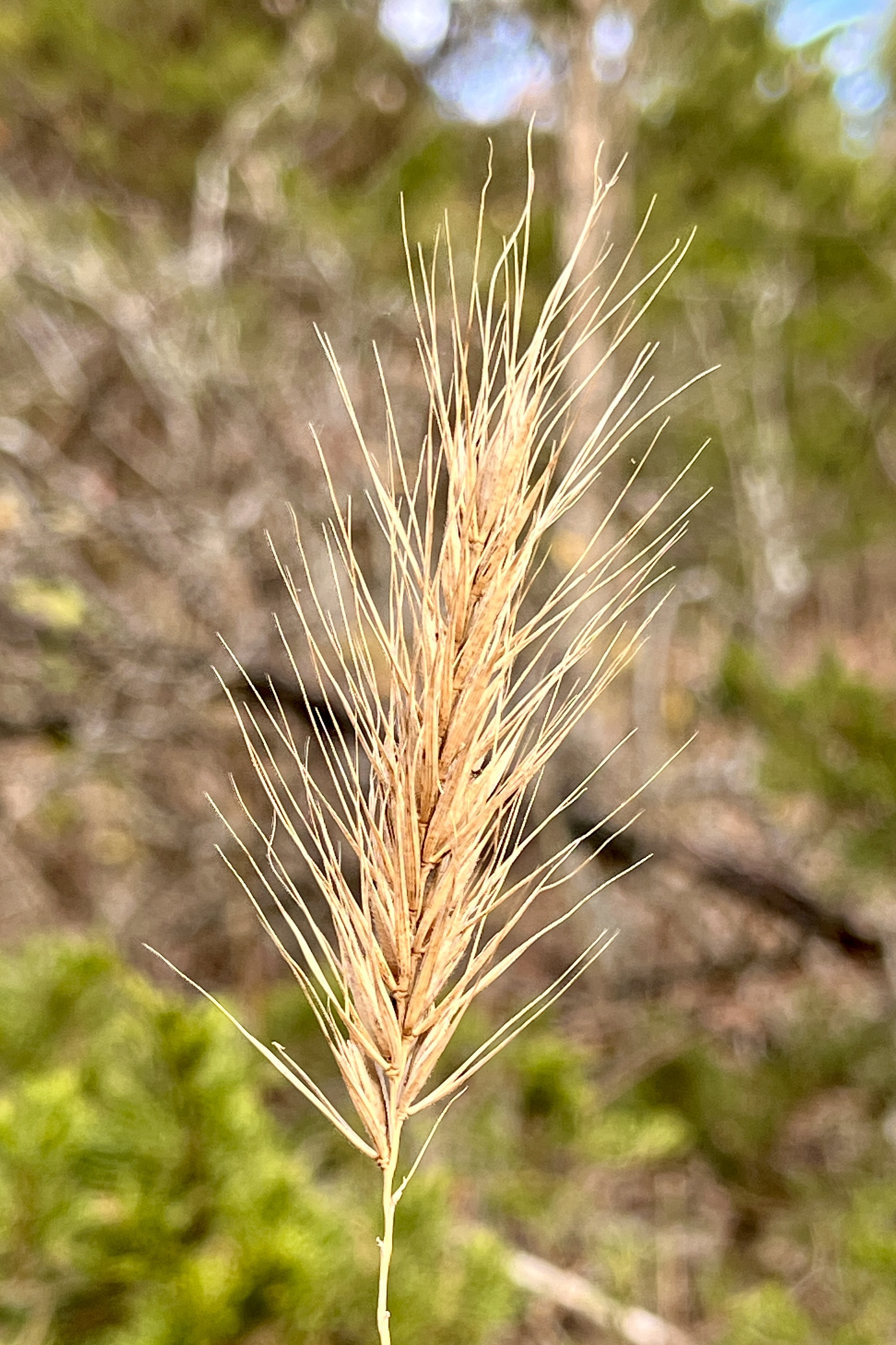 Gramineae | Beetles In The Bush