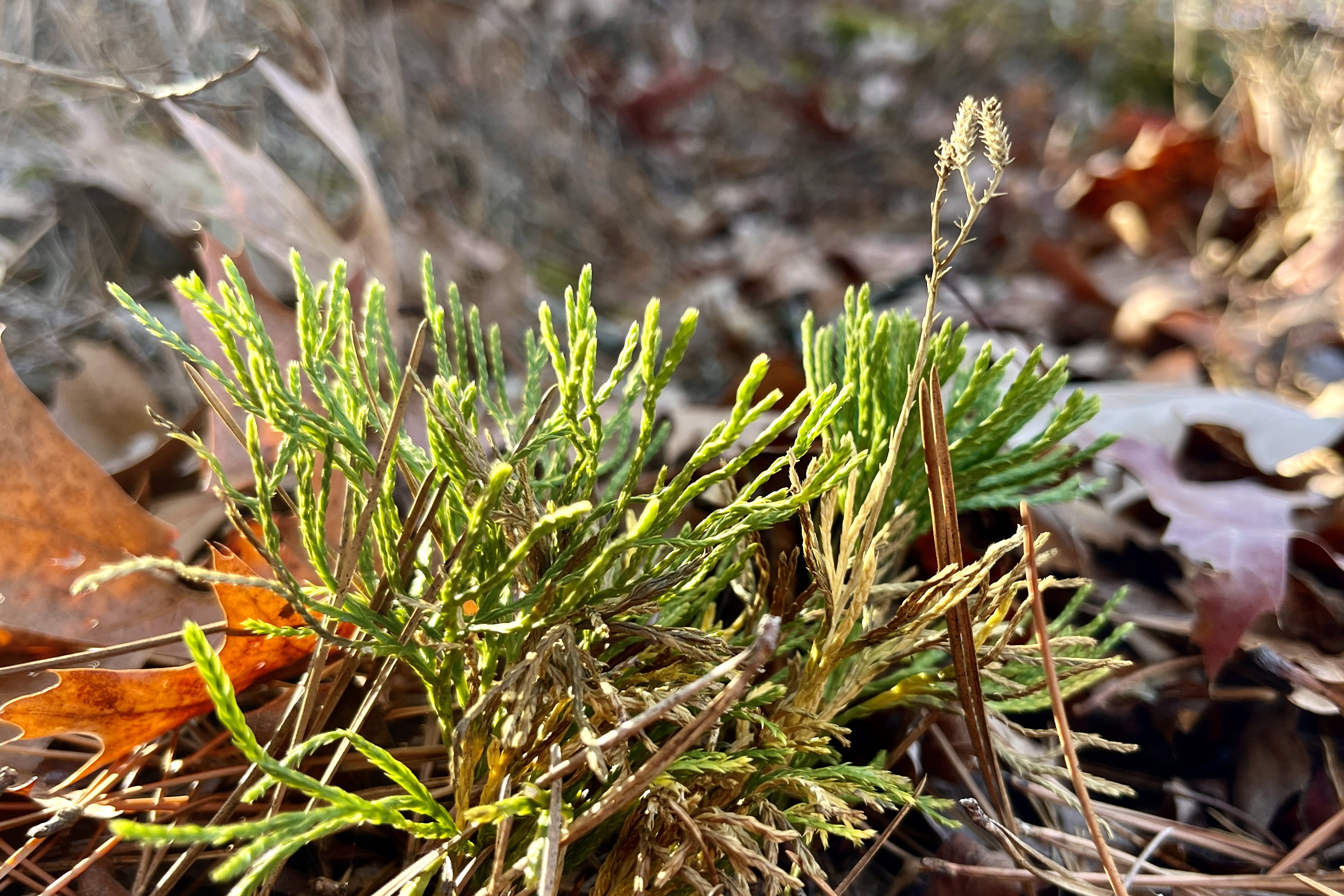 Botanizing at Hawn State Park | Beetles In The Bush