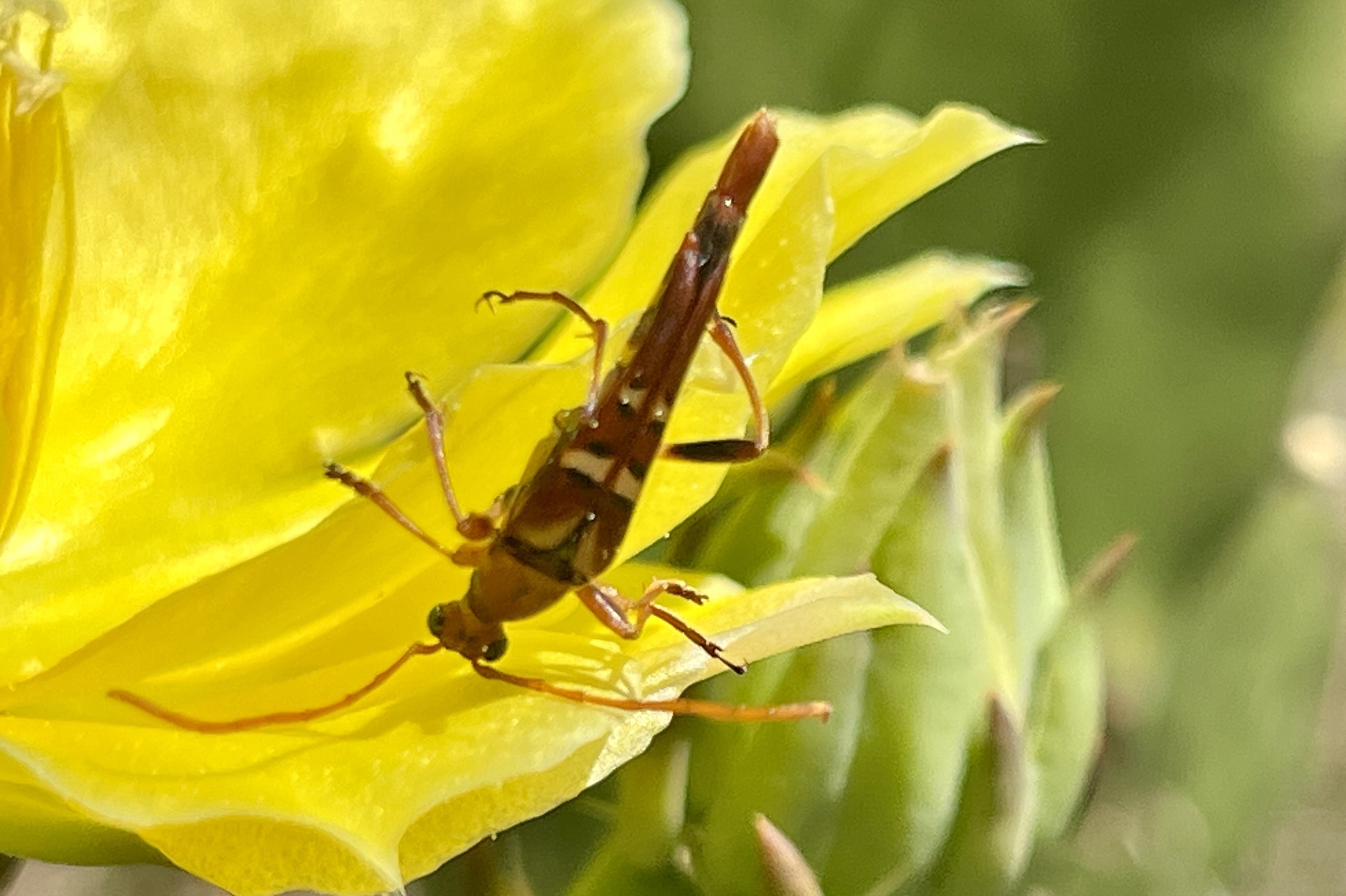 Birthday beetles | Beetles In The Bush