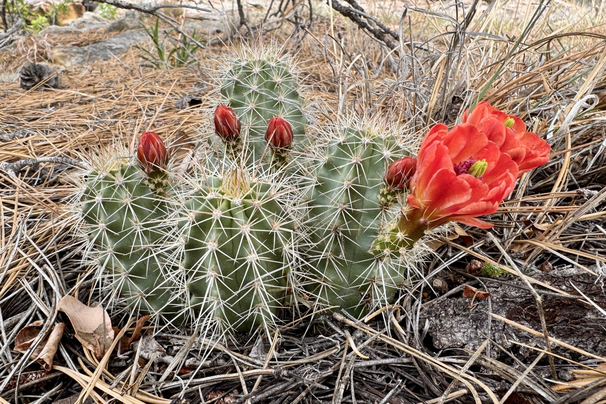 2024 New Mexico Insect Collecting Trip iReport: Act 1 | Beetles In The Bush