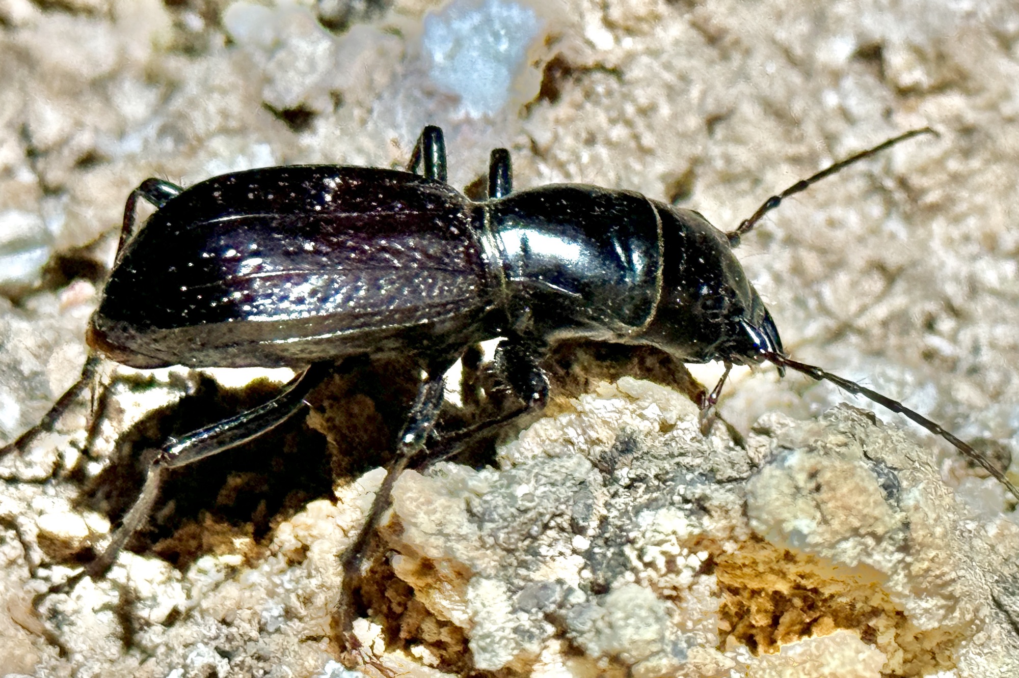 2024 New Mexico Insect Collecting Trip iReport: Act 1 | Beetles In The Bush