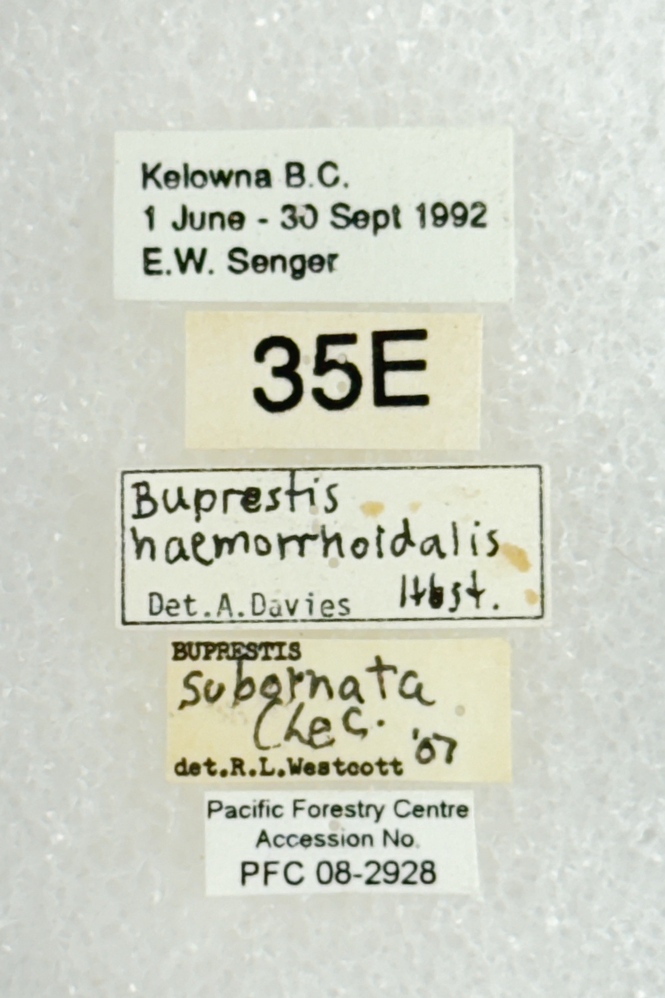 Beetles In The Bush | Experiences and reflections of a Missouri ...