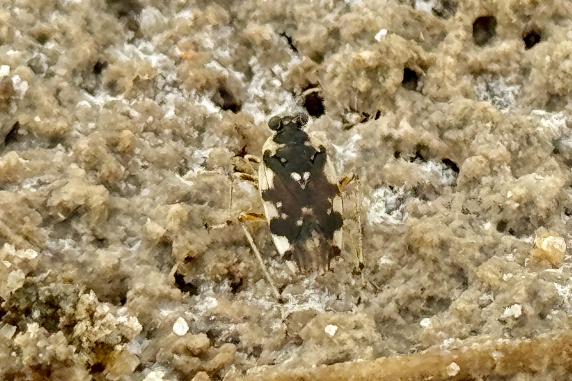 Beetles In The Bush | Experiences and reflections of a Missouri ...