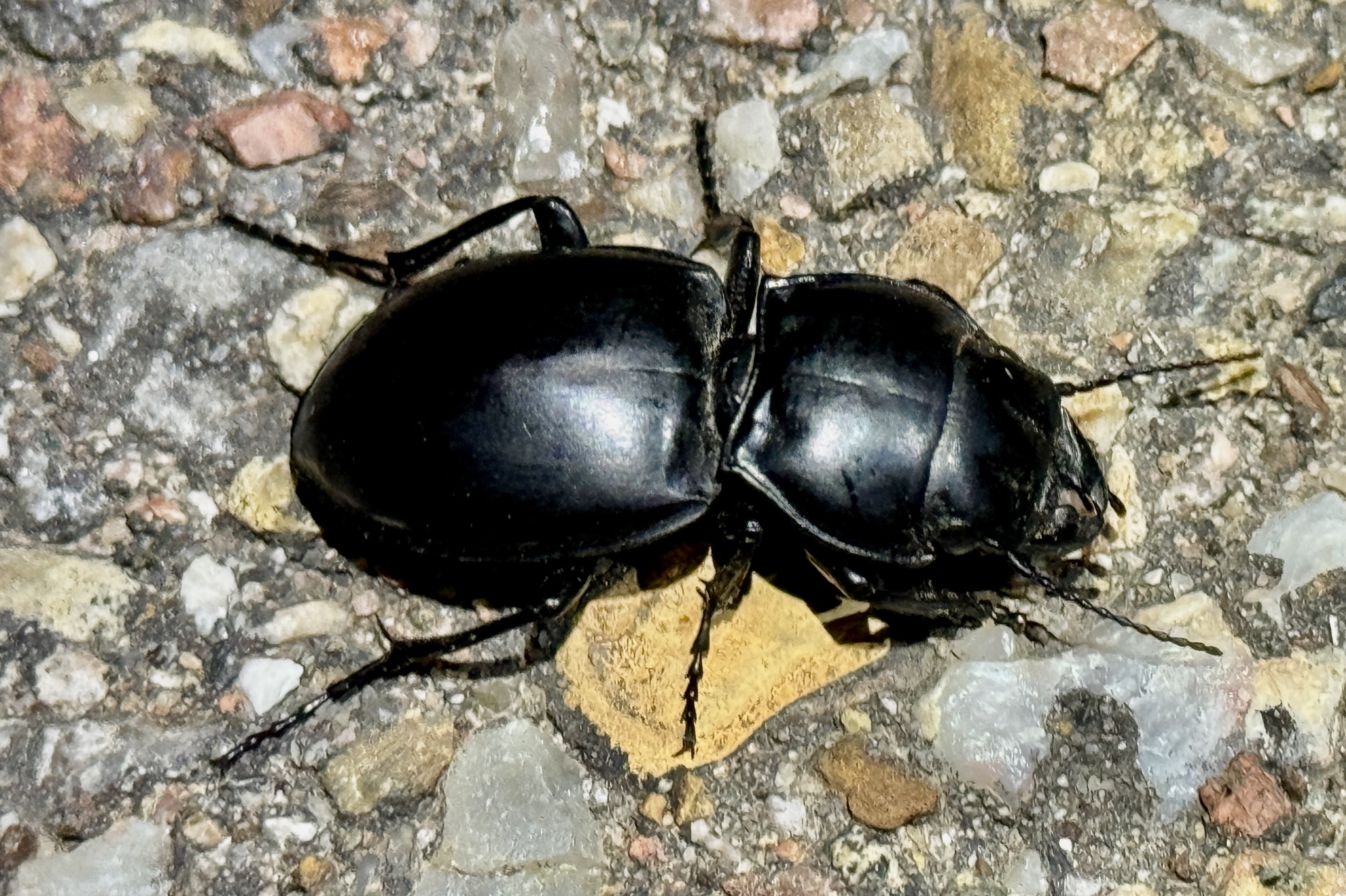 Beetles In The Bush | Experiences and reflections of a Missouri ...