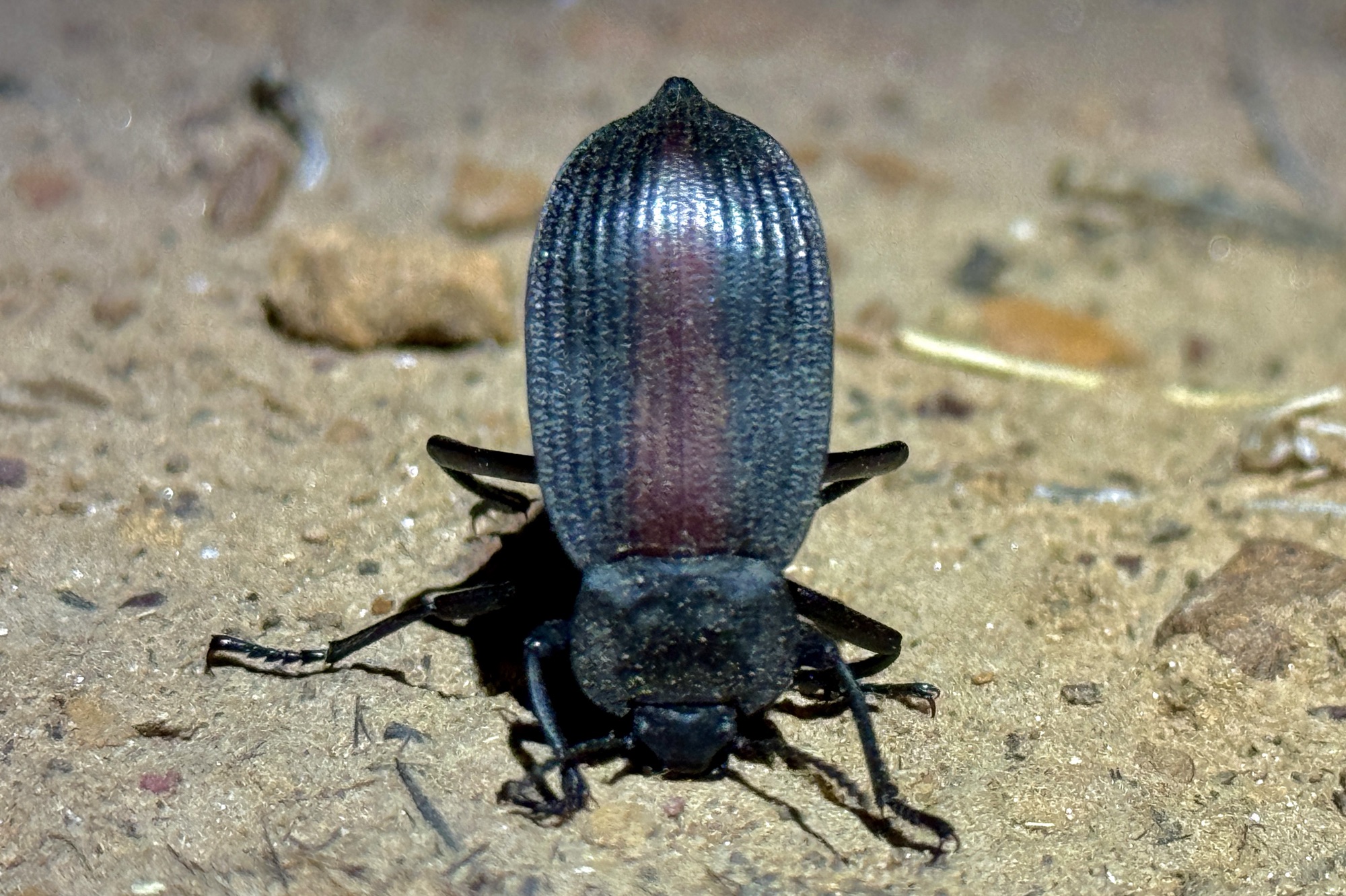Beetles In The Bush | Experiences and reflections of a Missouri ...