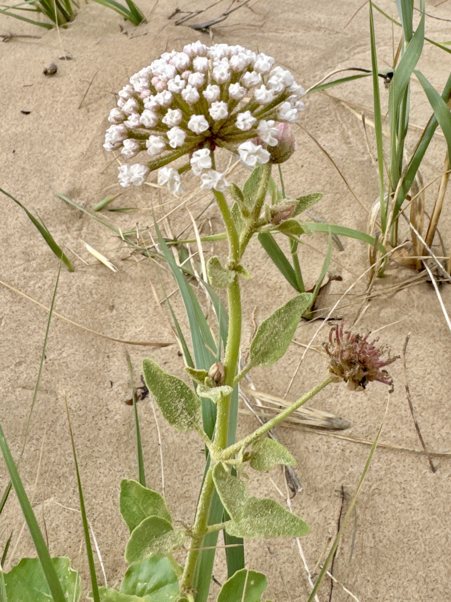 Beetles In The Bush | Experiences and reflections of a Missouri ...