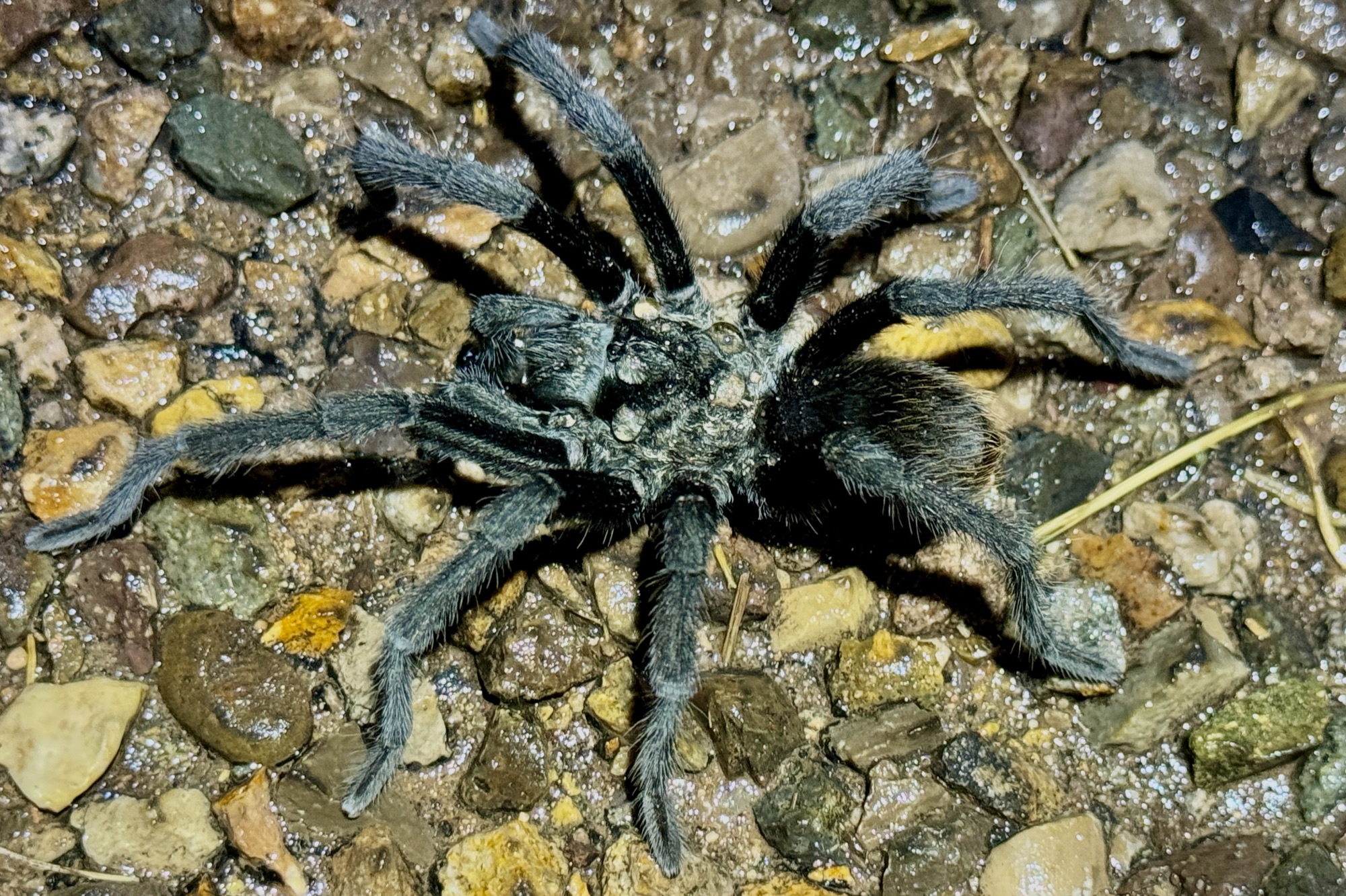 Beetles In The Bush | Experiences and reflections of a Missouri ...