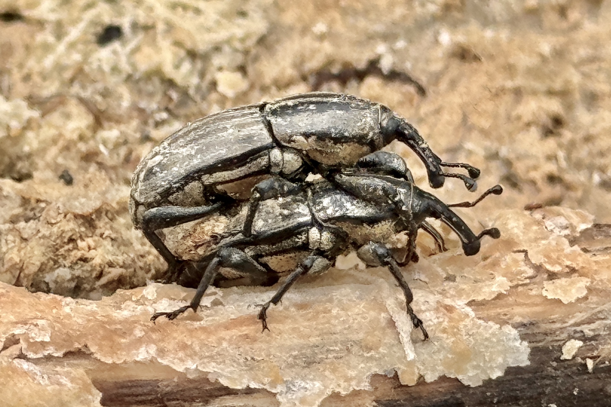 Beetles In The Bush | Experiences and reflections of a Missouri ...