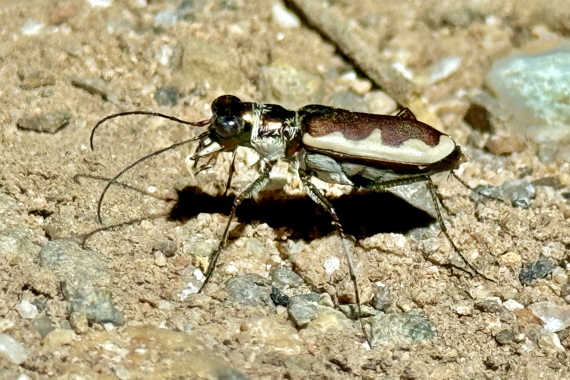 Beetles In The Bush | Experiences and reflections of a Missouri ...