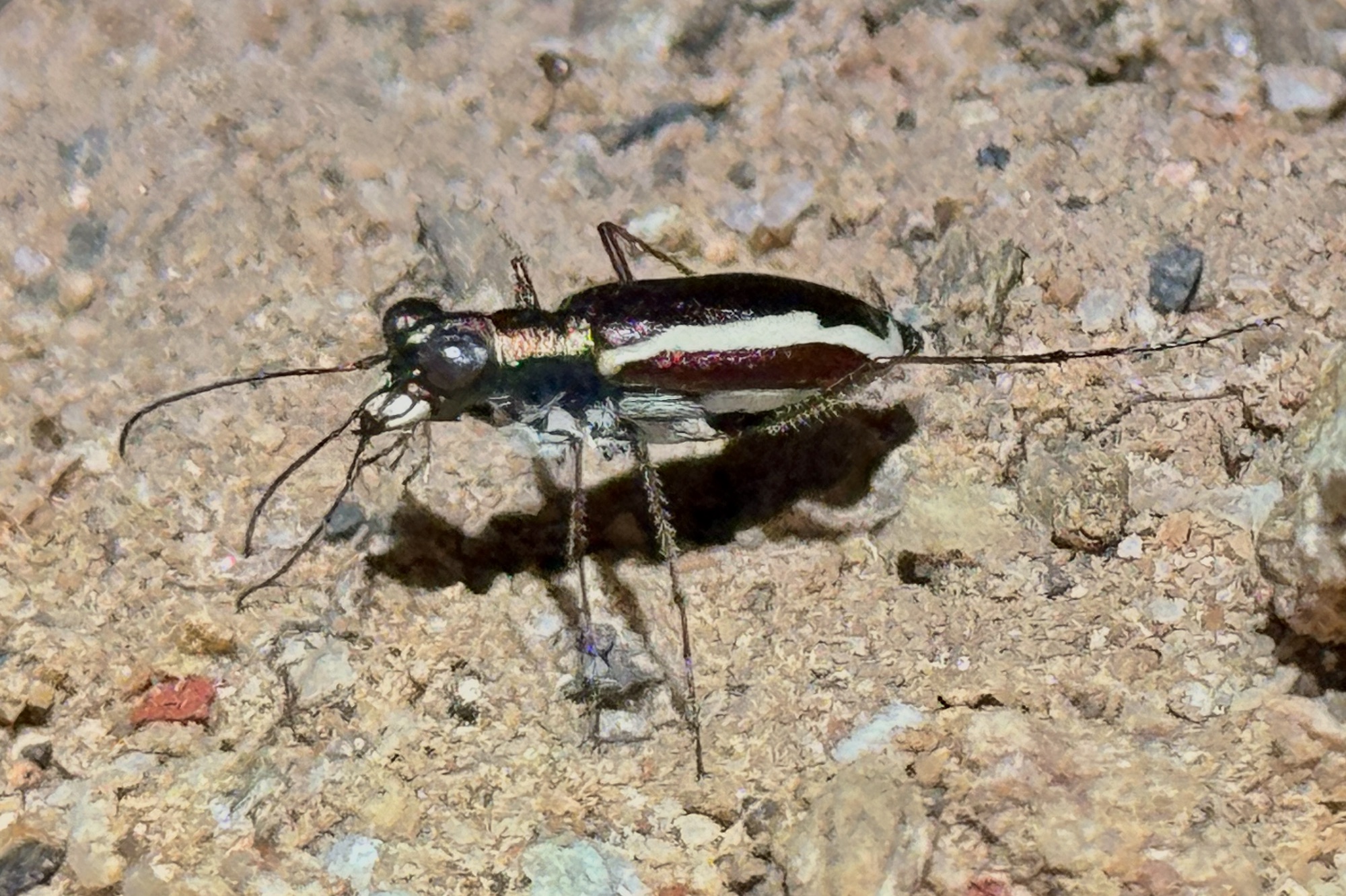 Beetles In The Bush | Experiences and reflections of a Missouri ...