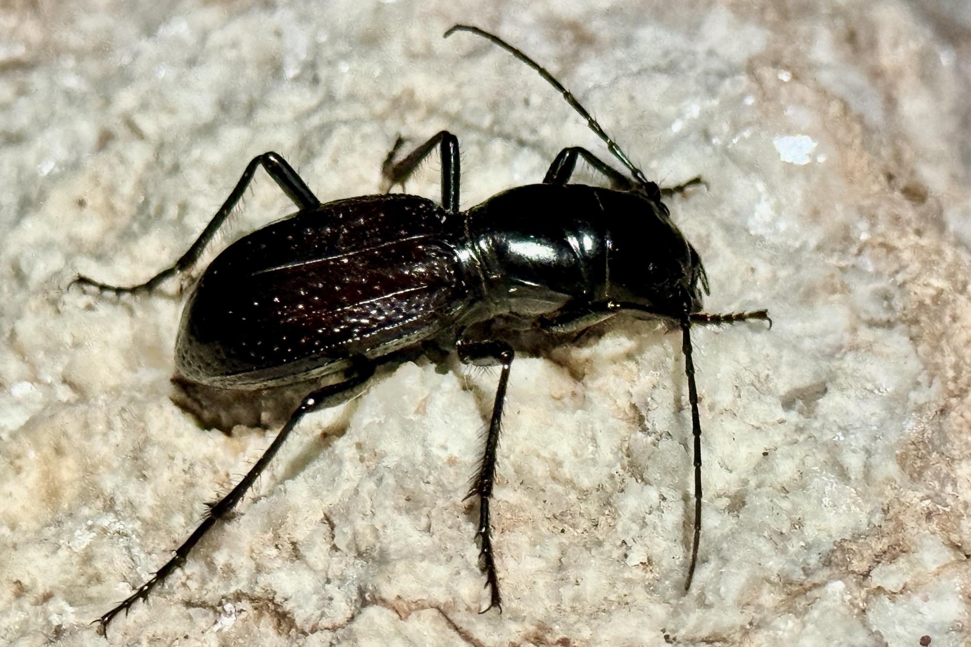 Beetles In The Bush | Experiences and reflections of a Missouri ...