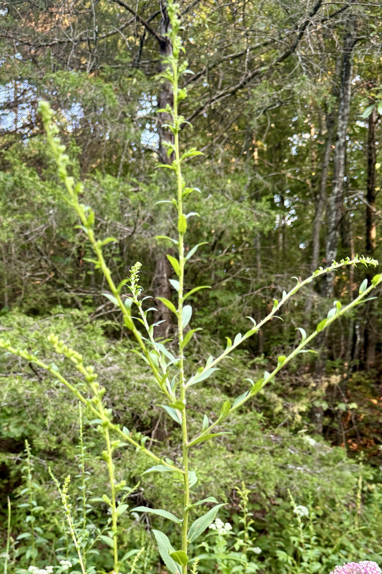Beetles In The Bush | Experiences and reflections of a Missouri ...