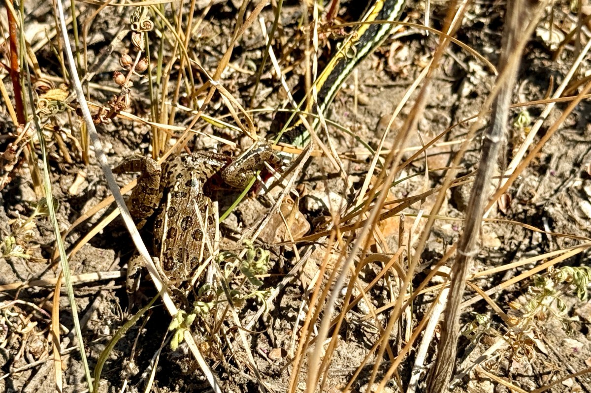 2024 New Mexico Insect Collecting Trip iReport: Finale | Beetles In The ...