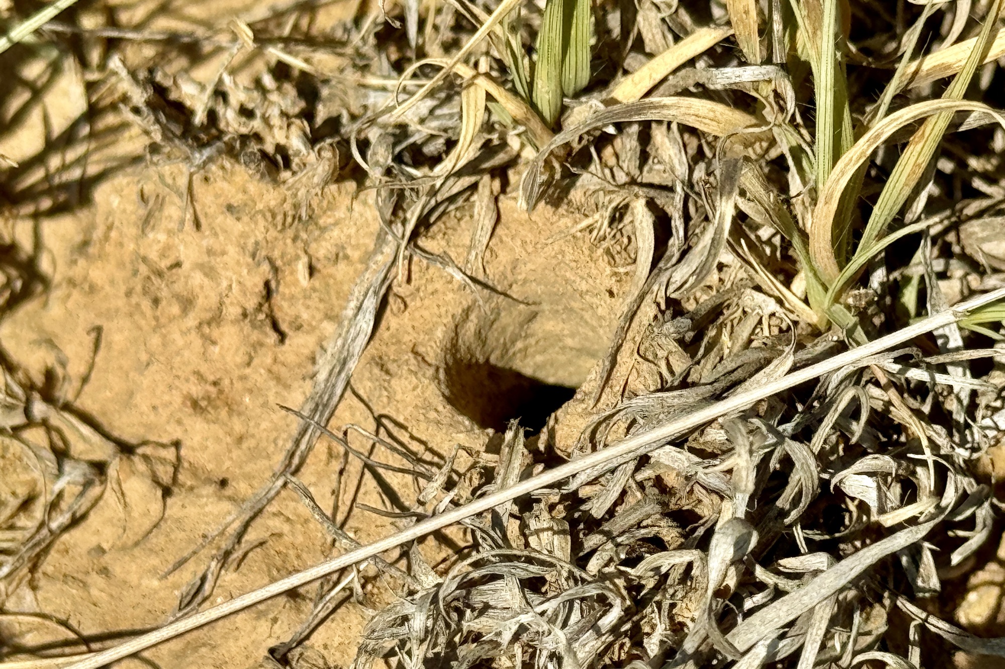 Beetles In The Bush | Experiences and reflections of a Missouri ...