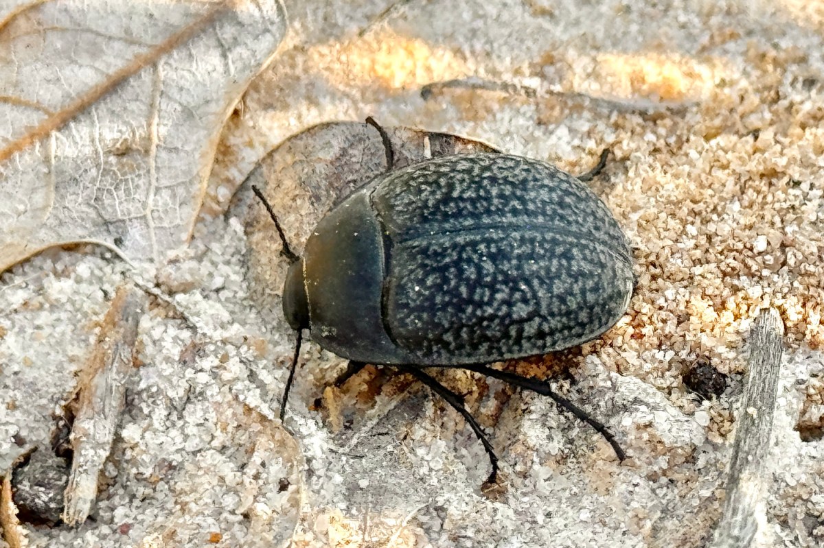 2024 New Mexico Insect Collecting Trip iReport: Finale | Beetles In The ...