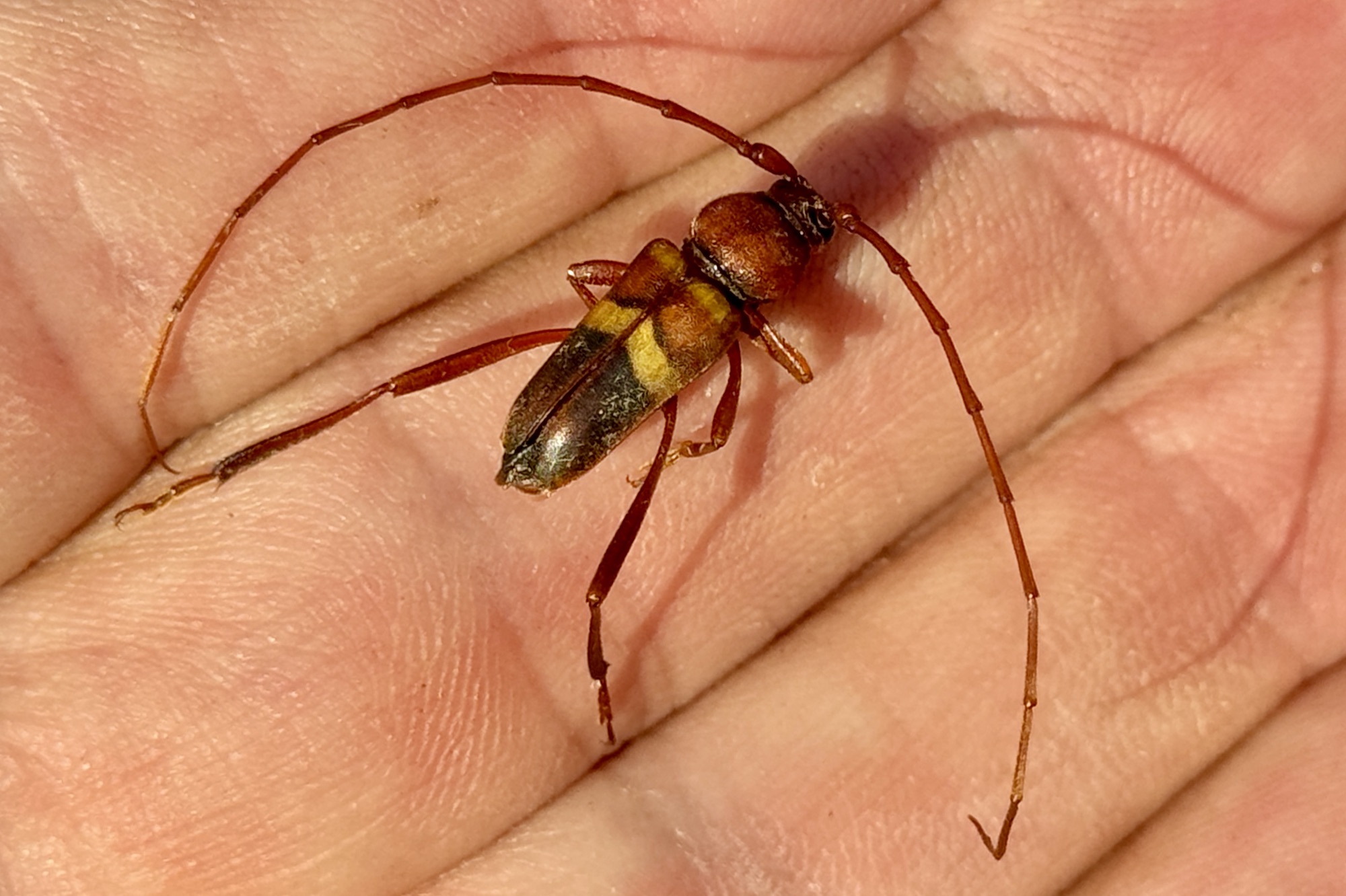 Beetles In The Bush | Experiences and reflections of a Missouri ...