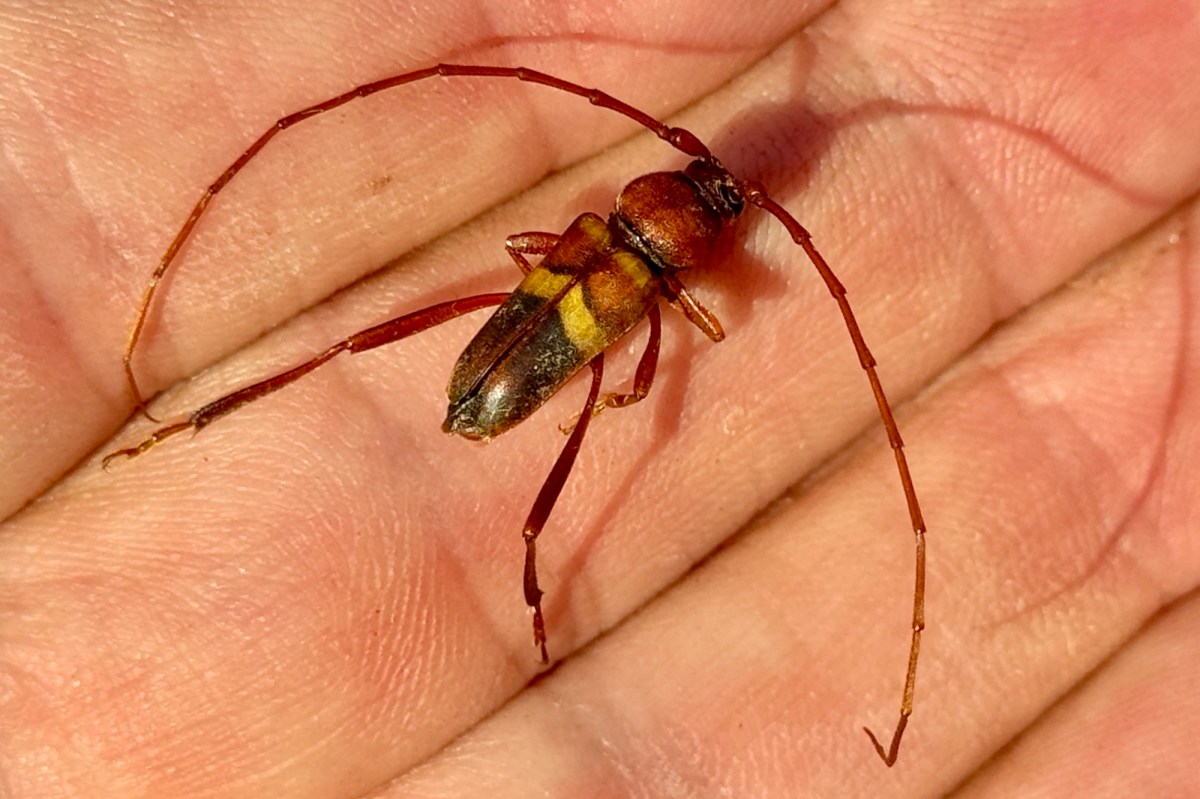 2024 New Mexico Insect Collecting Trip iReport: Finale | Beetles In The ...