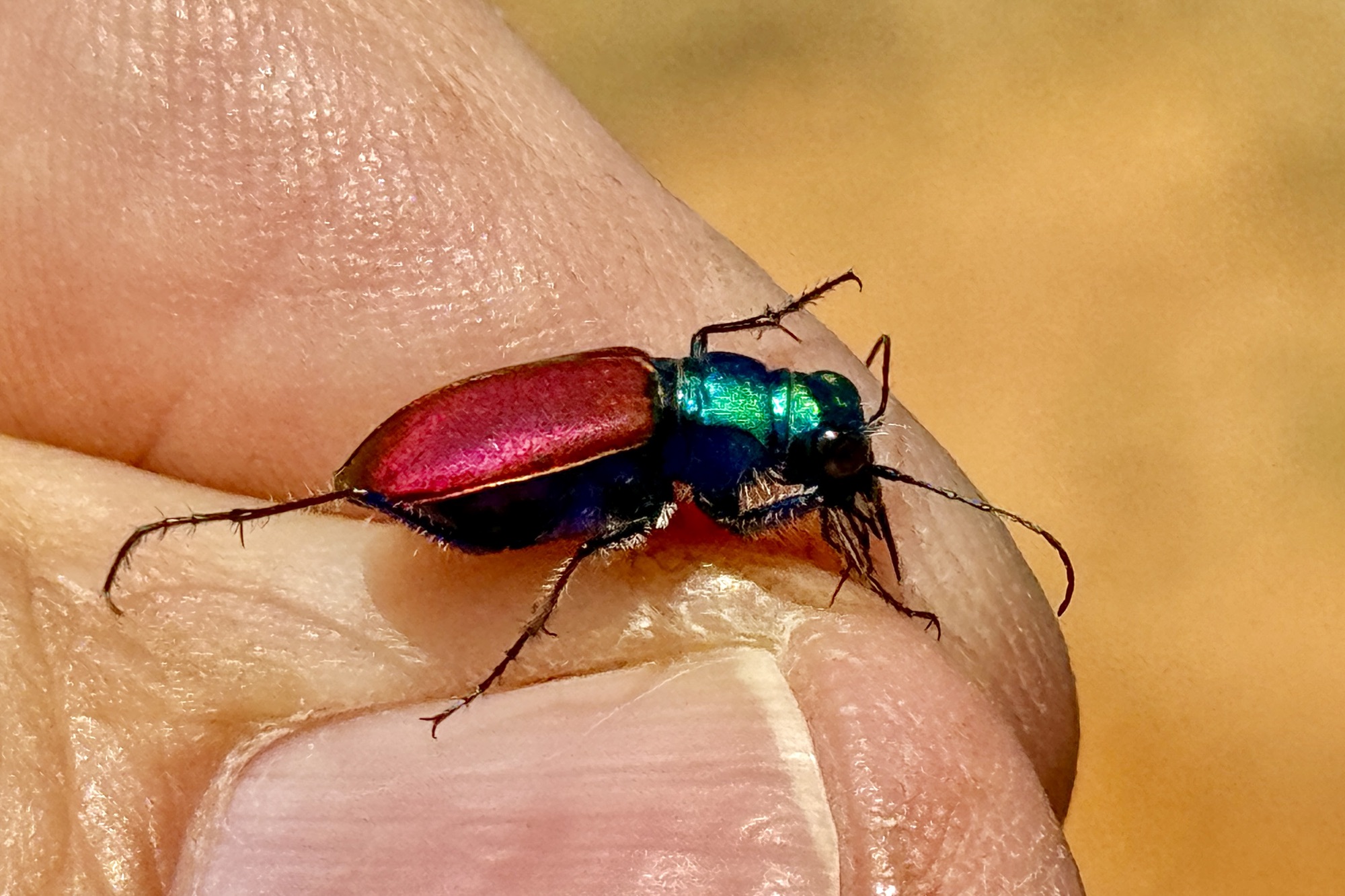 Beetles In The Bush | Experiences and reflections of a Missouri ...