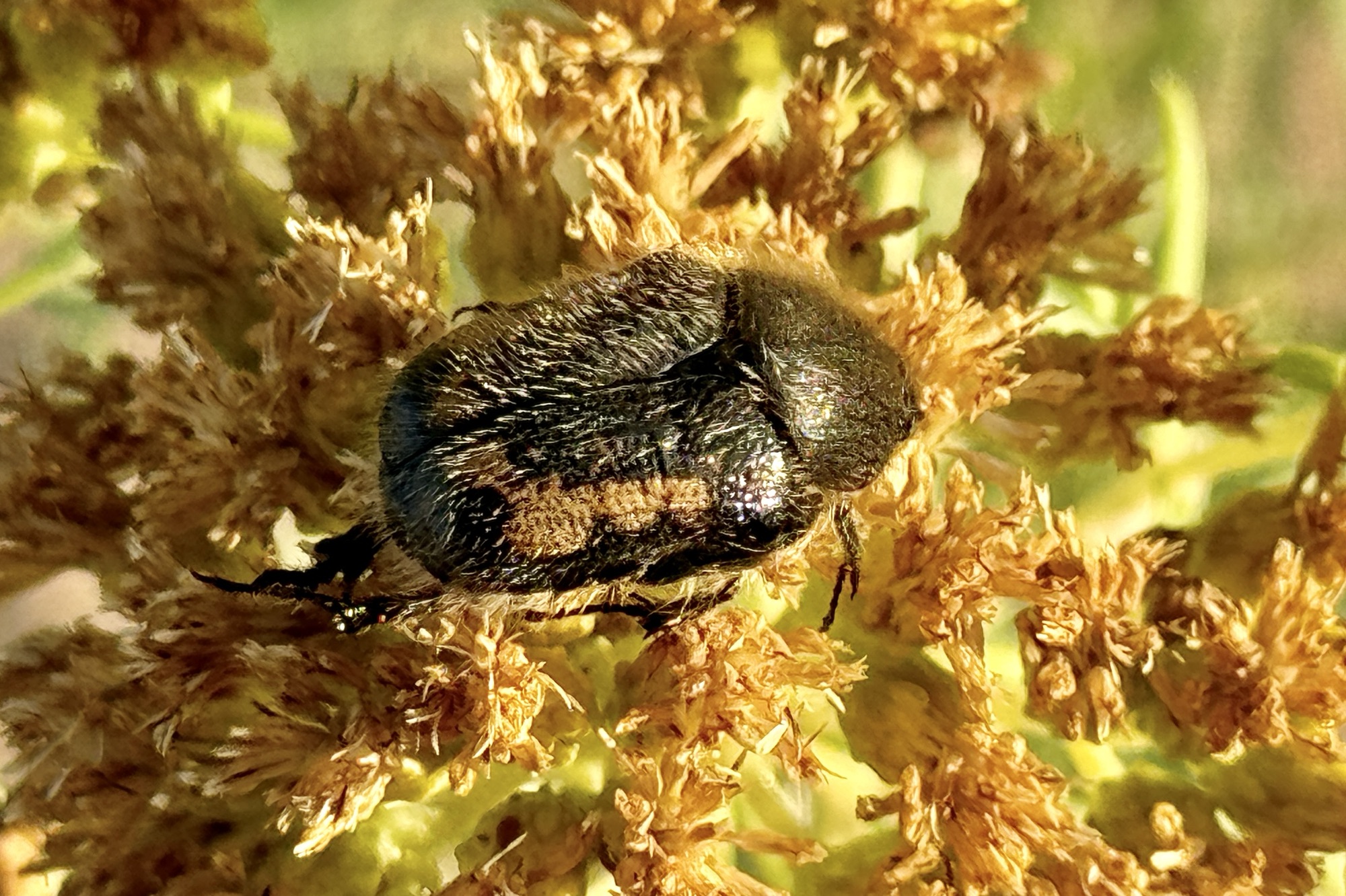 Beetles In The Bush | Experiences and reflections of a Missouri ...