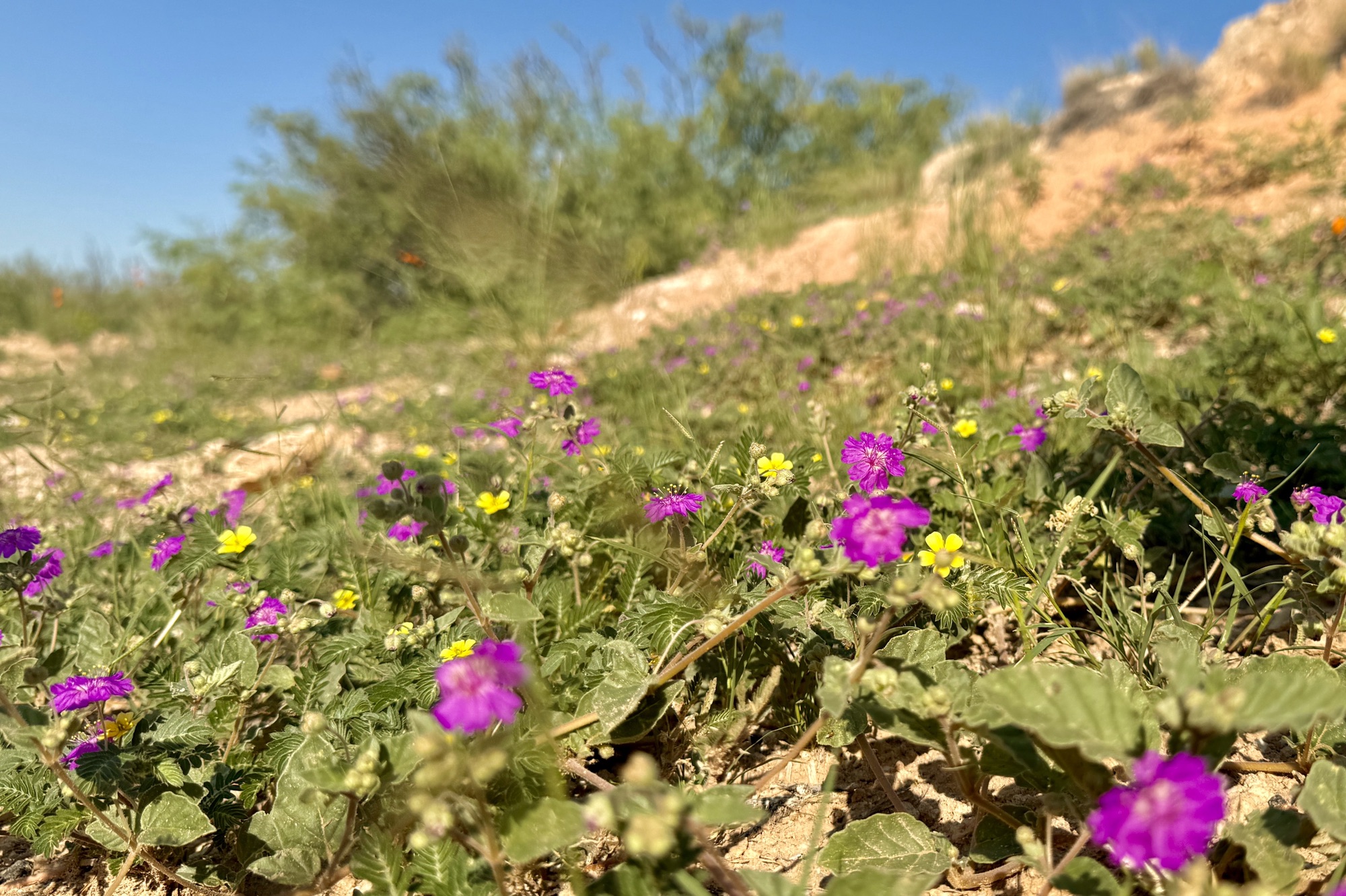 Beetles In The Bush | Experiences and reflections of a Missouri ...