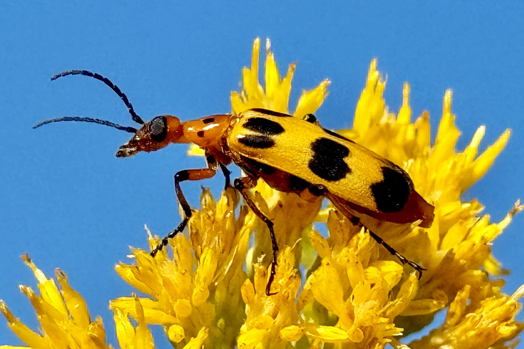Beetles In The Bush | Experiences and reflections of a Missouri ...
