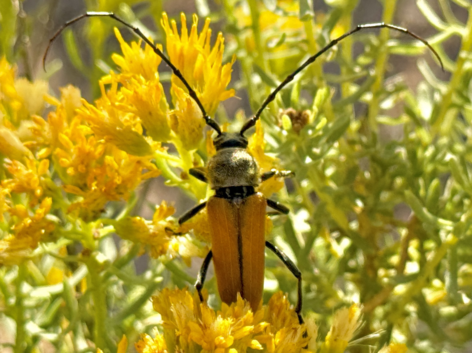 Beetles In The Bush | Experiences and reflections of a Missouri ...