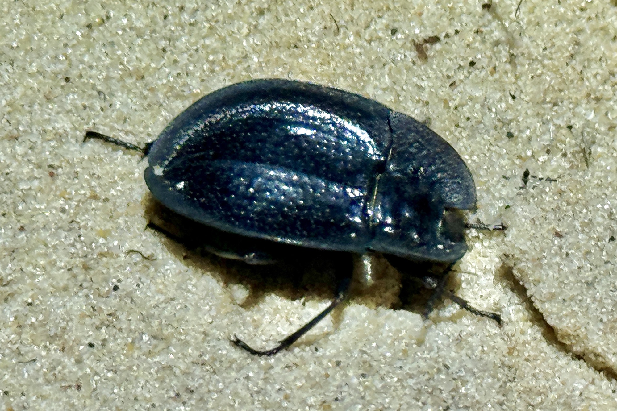 Beetles In The Bush | Experiences and reflections of a Missouri ...