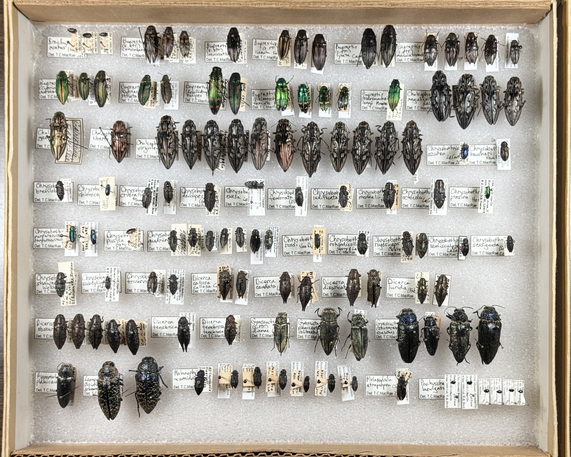 Sometimes the best collecting… | Beetles In The Bush